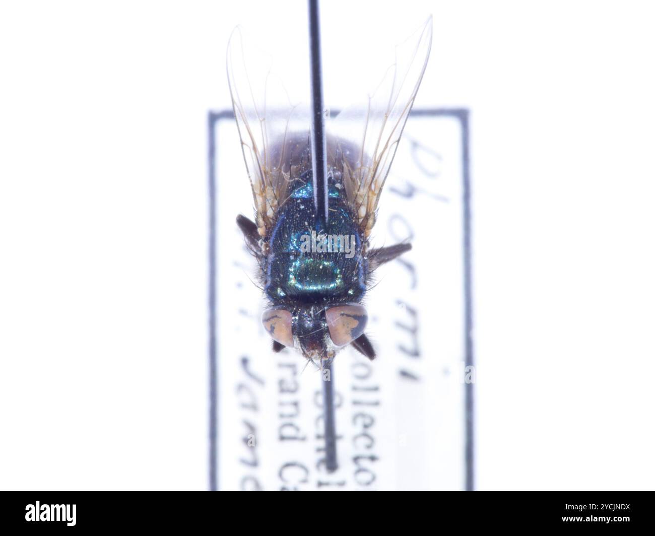 Black Blow Fly (Phormia regina) Insecta Stock Photo - Alamy