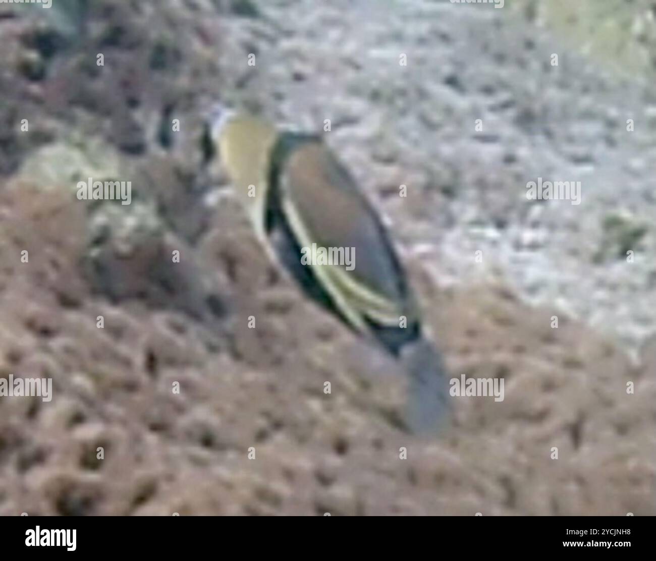 Wedgetail Triggerfish (Rhinecanthus rectangulus) Actinopterygii Stock ...