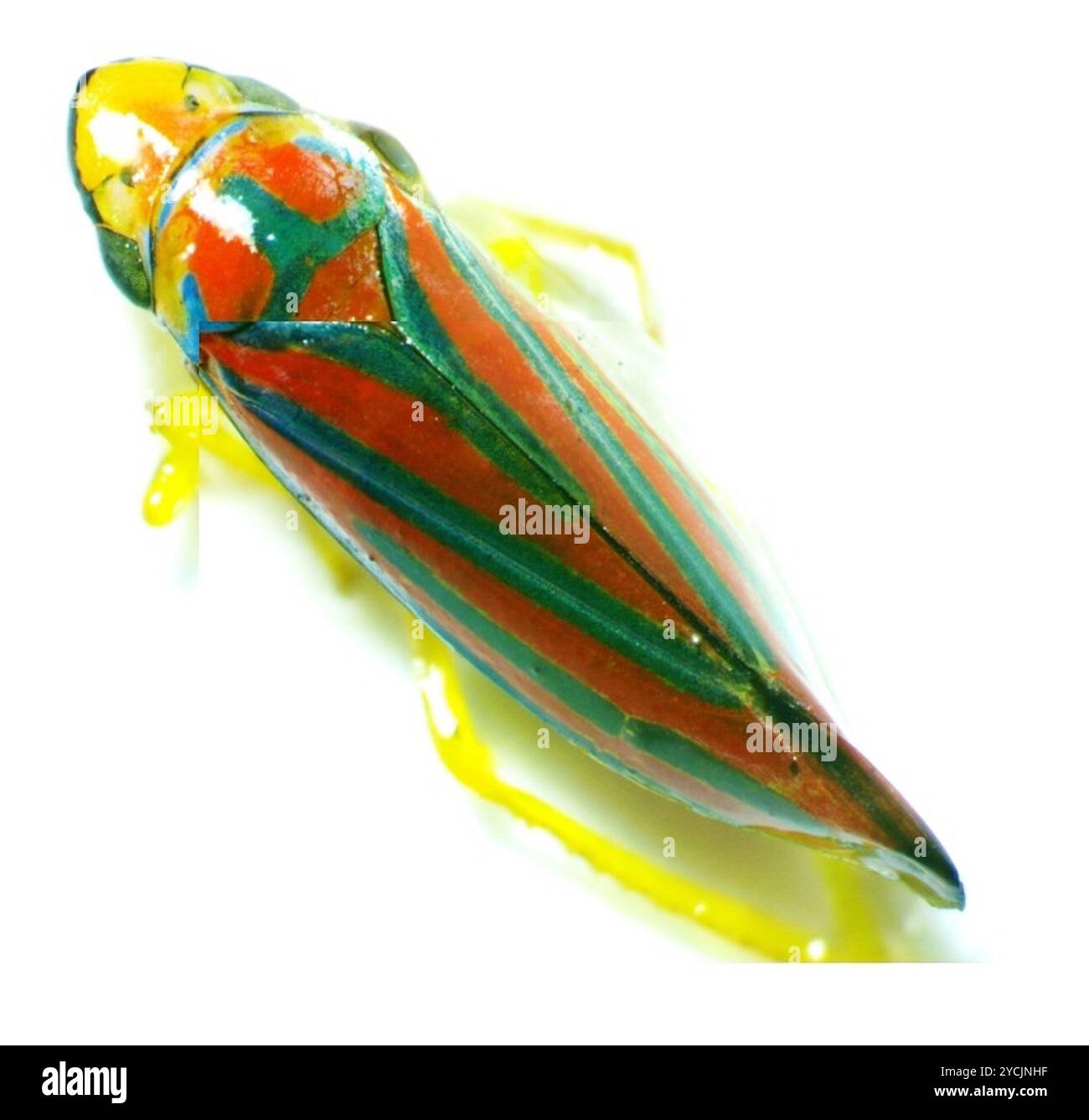 Red-banded Leafhopper (Graphocephala coccinea) Insecta Stock Photo - Alamy