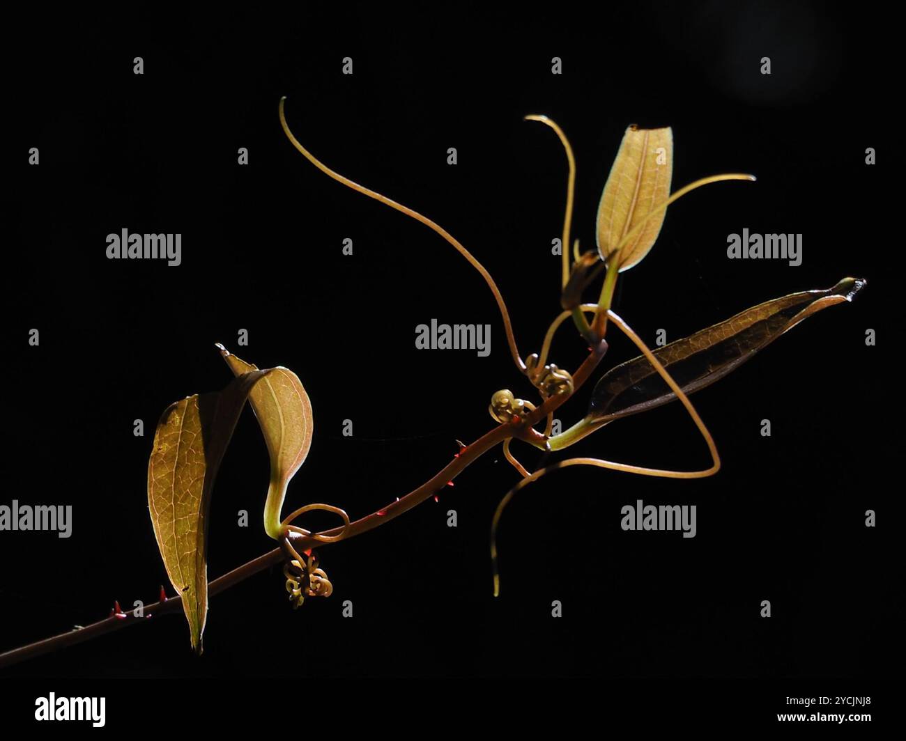 greenbrier family (Smilacaceae) Plantae Stock Photo - Alamy