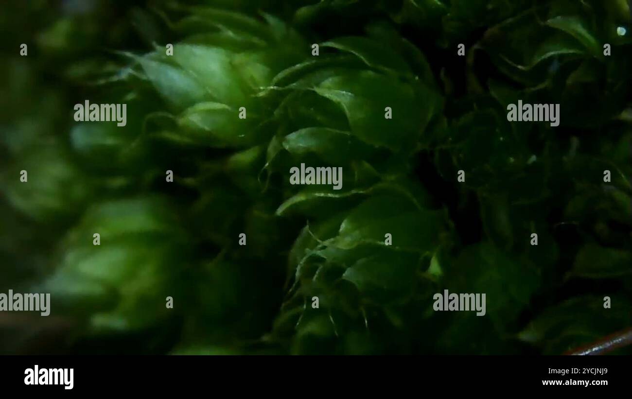 Capillary Thread-moss (Ptychostomum capillare) Plantae Stock Photo - Alamy