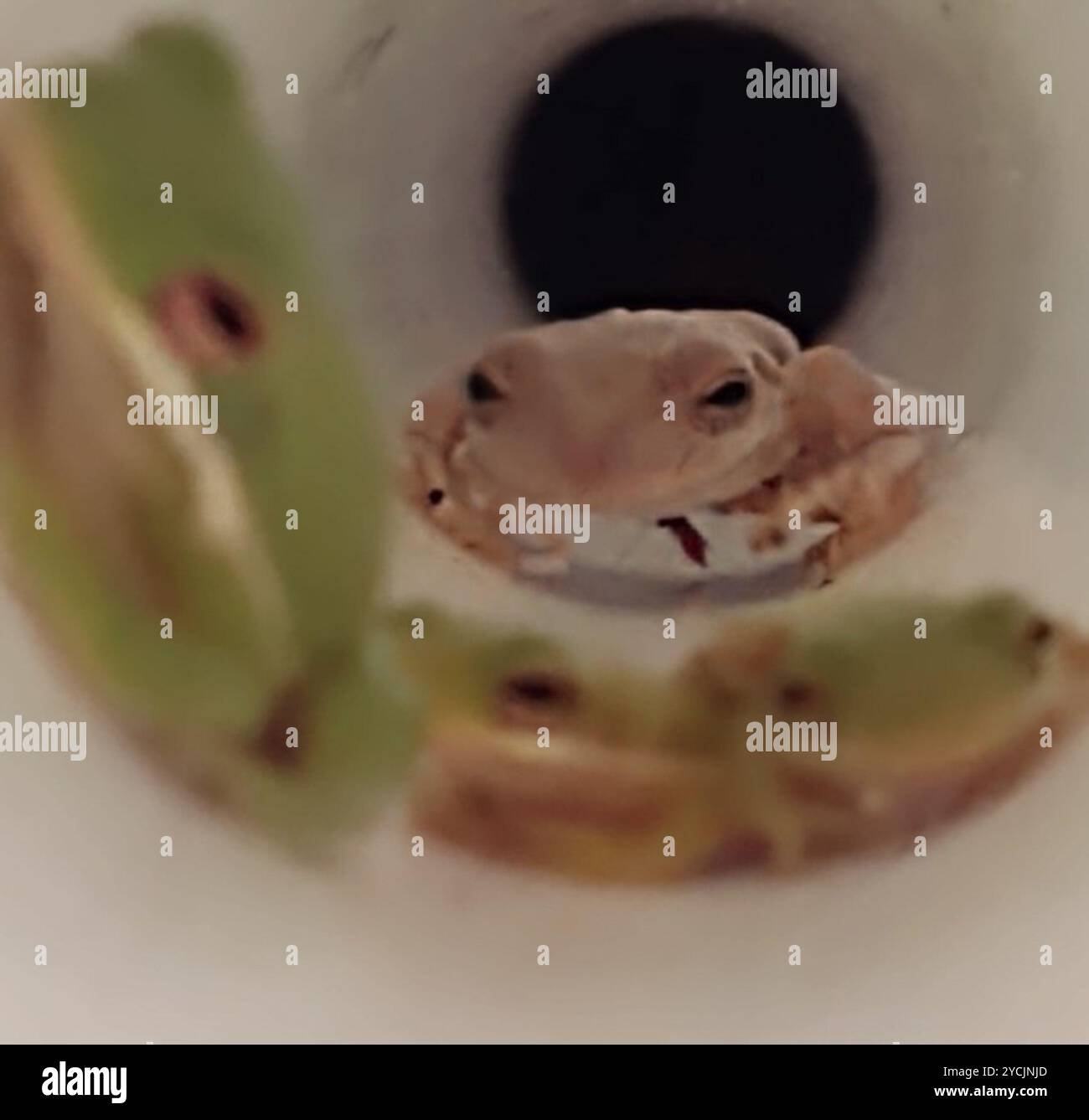 Cuban Tree Frog (Osteopilus septentrionalis) Amphibia Stock Photo - Alamy