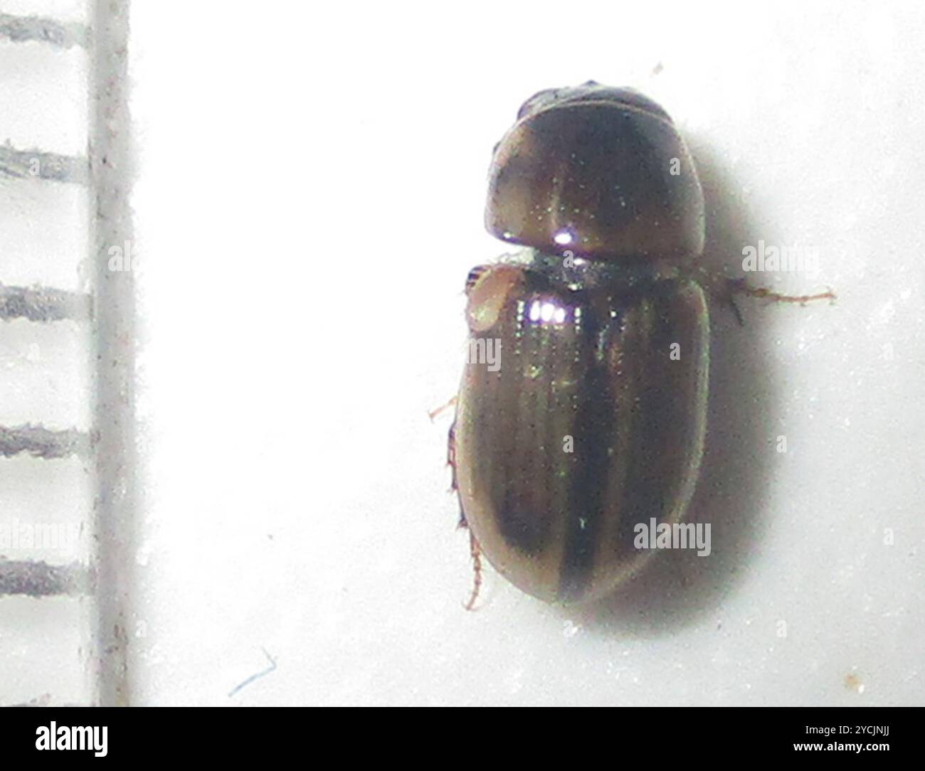 Small Dung Beetles (Aphodiinae) Insecta Stock Photo - Alamy
