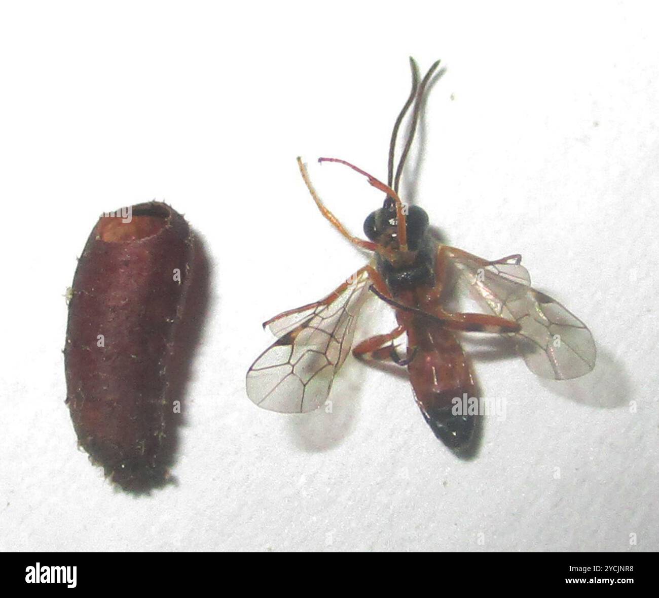 Common Hover Fly Parasitoid Wasp (Diplazon laetatorius) Insecta Stock ...