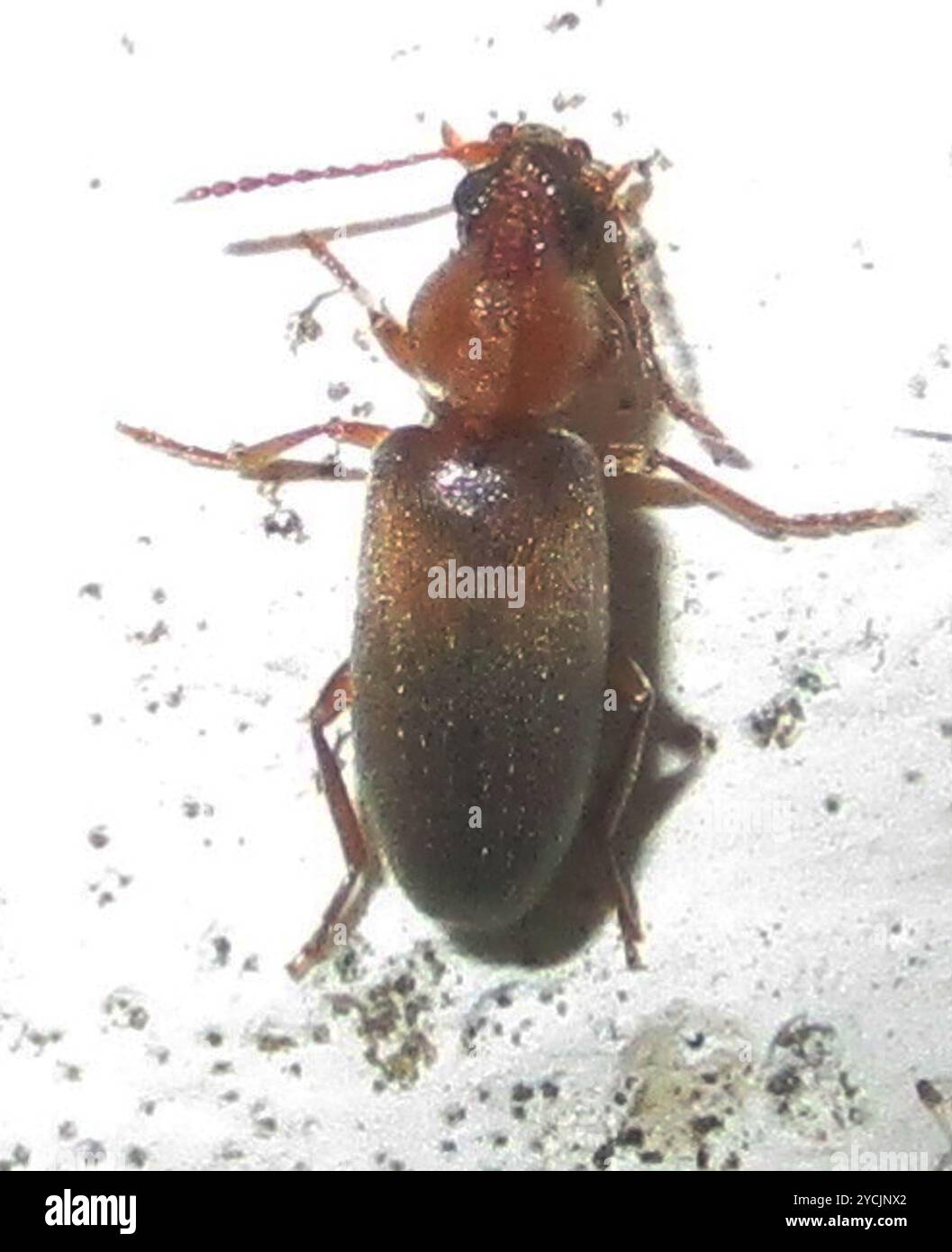 (Notoxus amaculatus) Insecta Stock Photo - Alamy