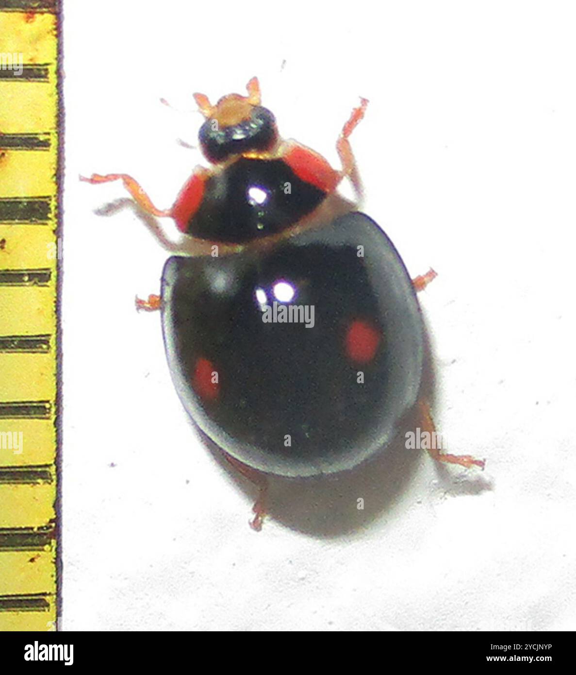 Lady Beetles (Coccinellidae) Insecta Stock Photo - Alamy