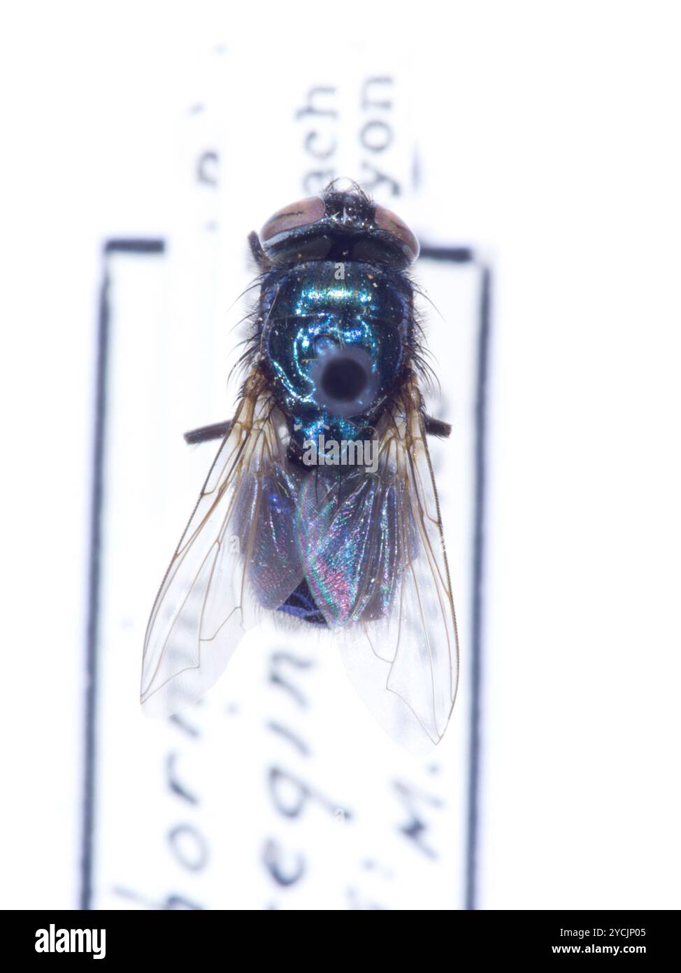 Black Blow Fly (Phormia regina) Insecta Stock Photo - Alamy