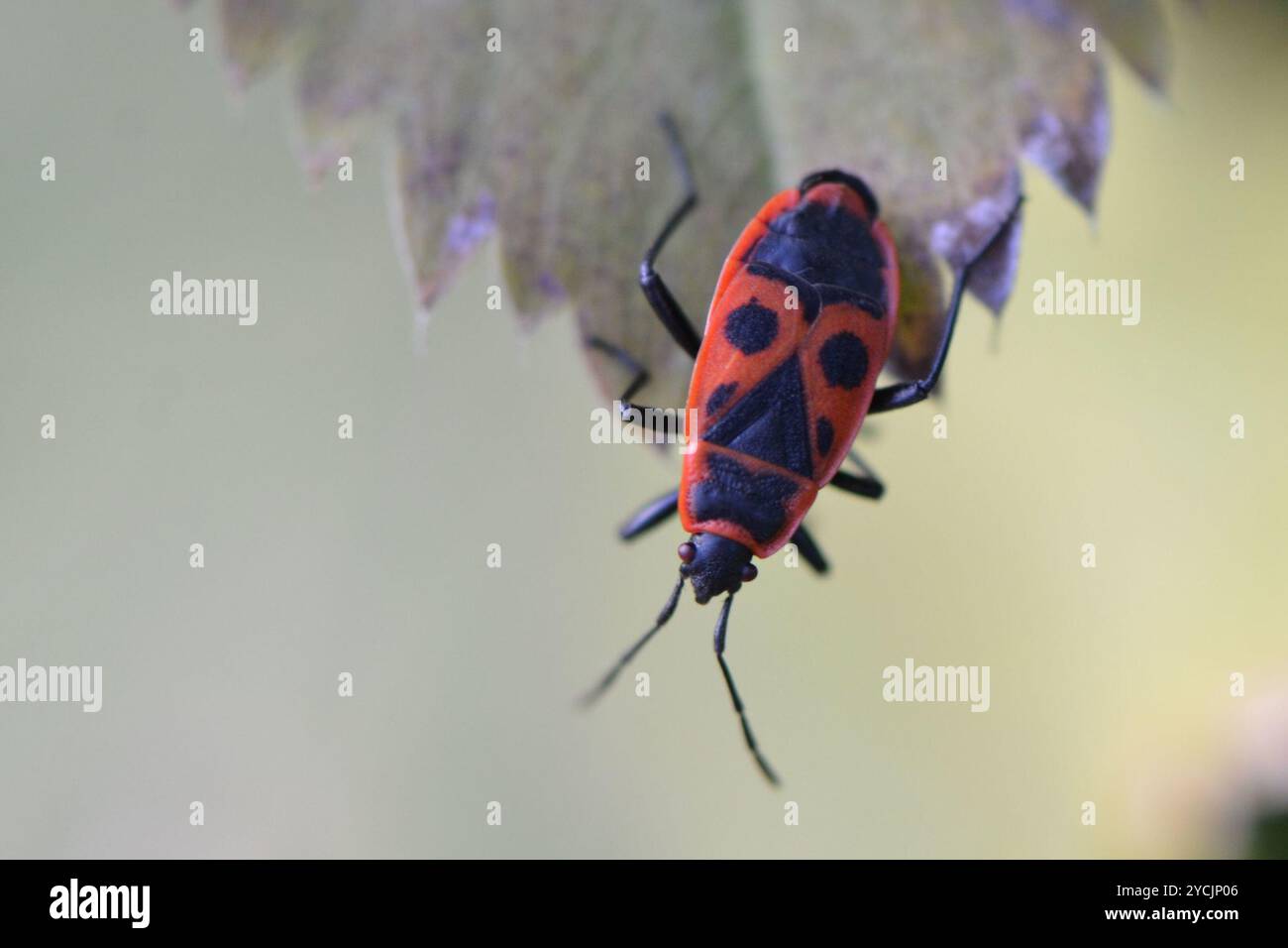 European Firebug (Pyrrhocoris apterus) Insecta Stock Photo - Alamy