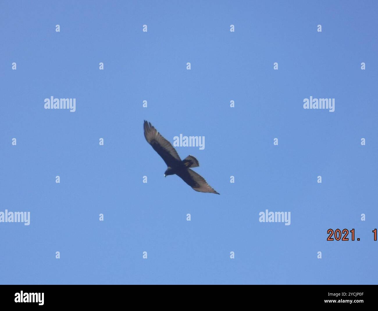 Zone-tailed Hawk (Buteo albonotatus) Aves Stock Photo - Alamy