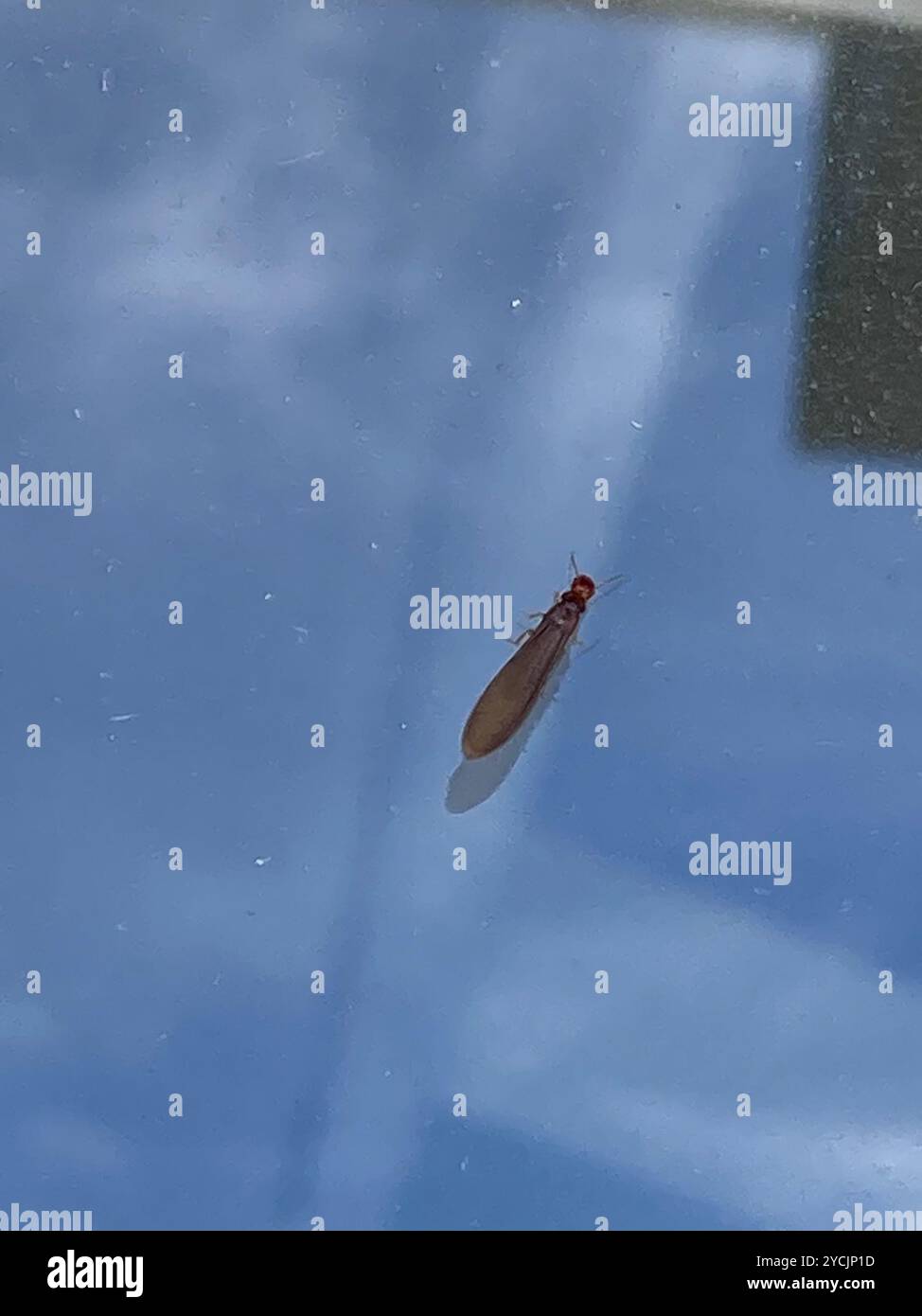 New Zealand Drywood Termite (Kalotermes brouni) Insecta Stock Photo - Alamy