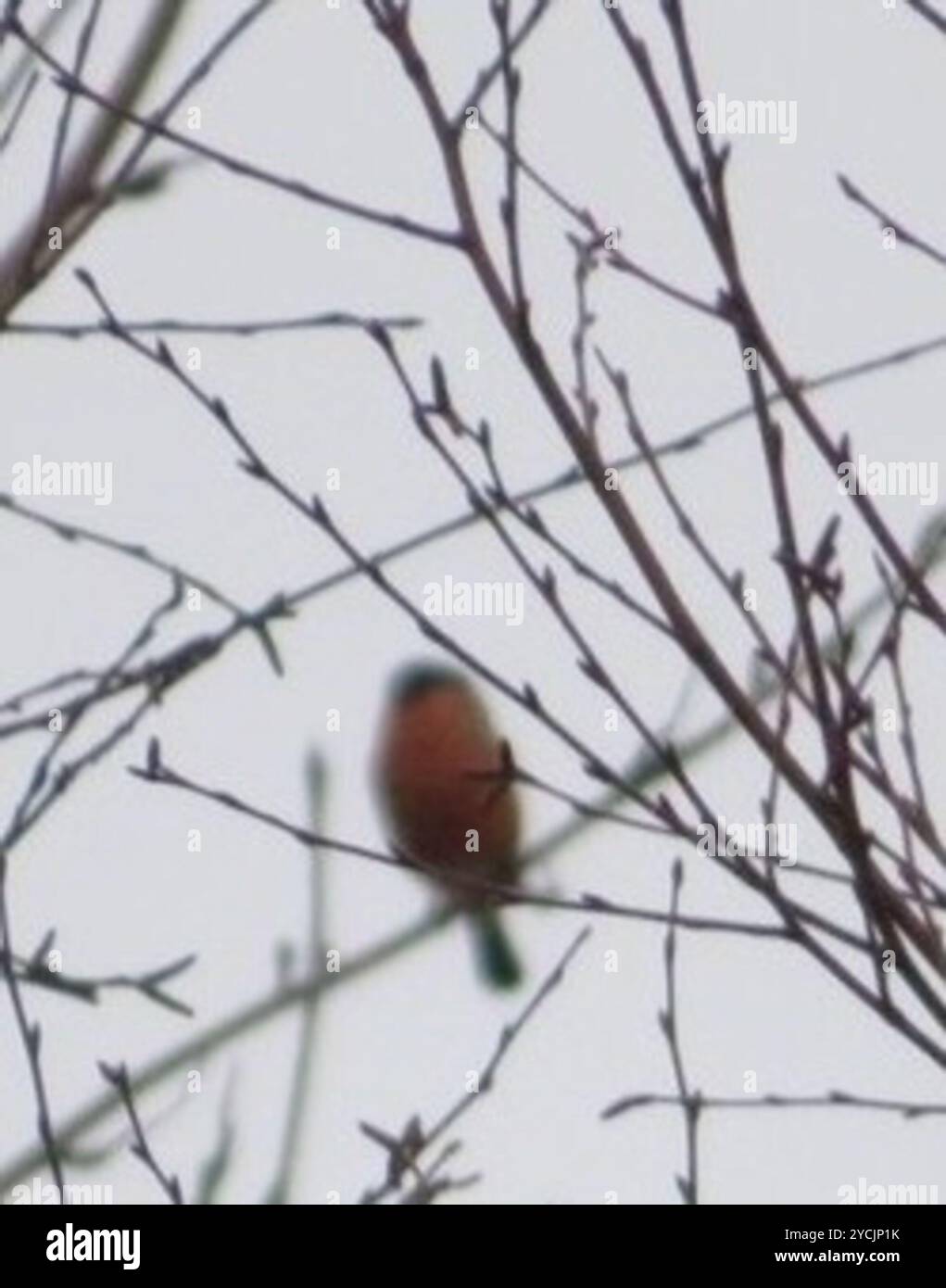 Eurasian Bullfinch (Pyrrhula pyrrhula) Aves Stock Photo - Alamy
