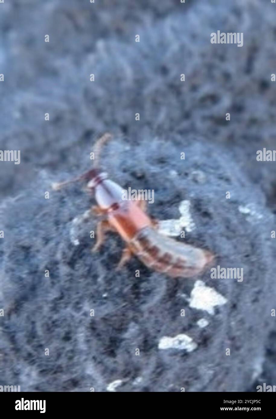 Othius punctulatus hi-res stock photography and images - Alamy