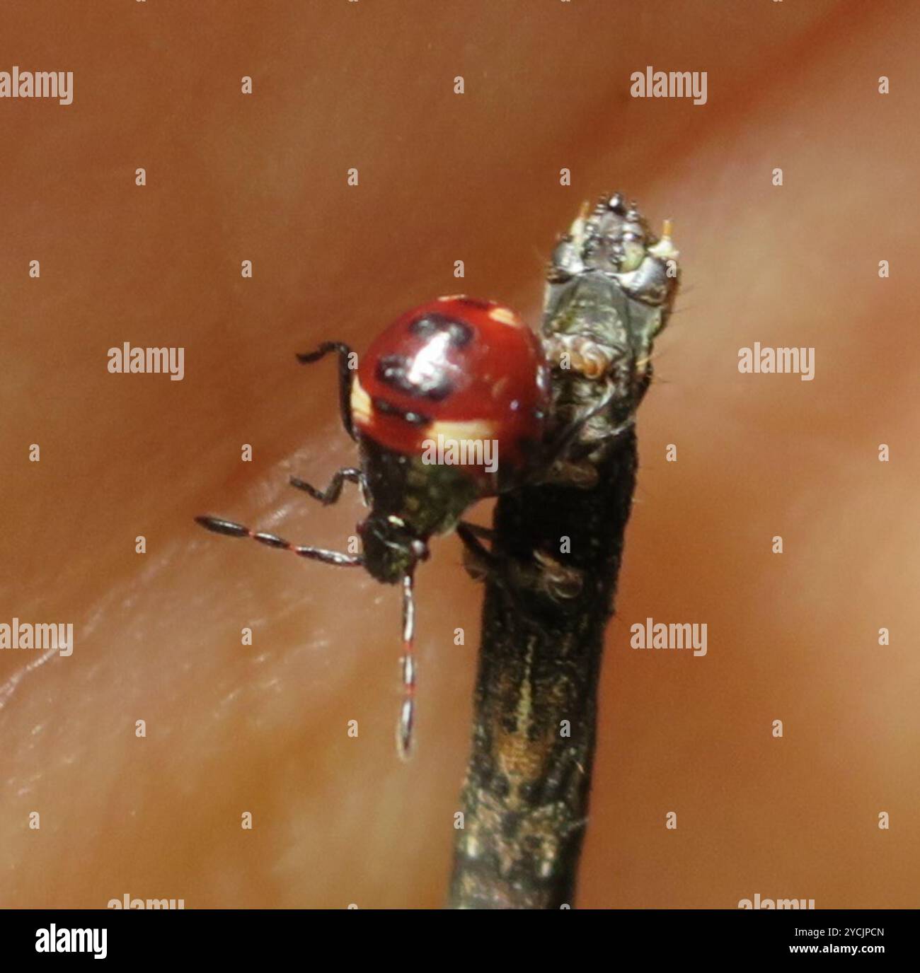 Brown soldier bug (Cermatulus nasalis) Insecta Stock Photo - Alamy