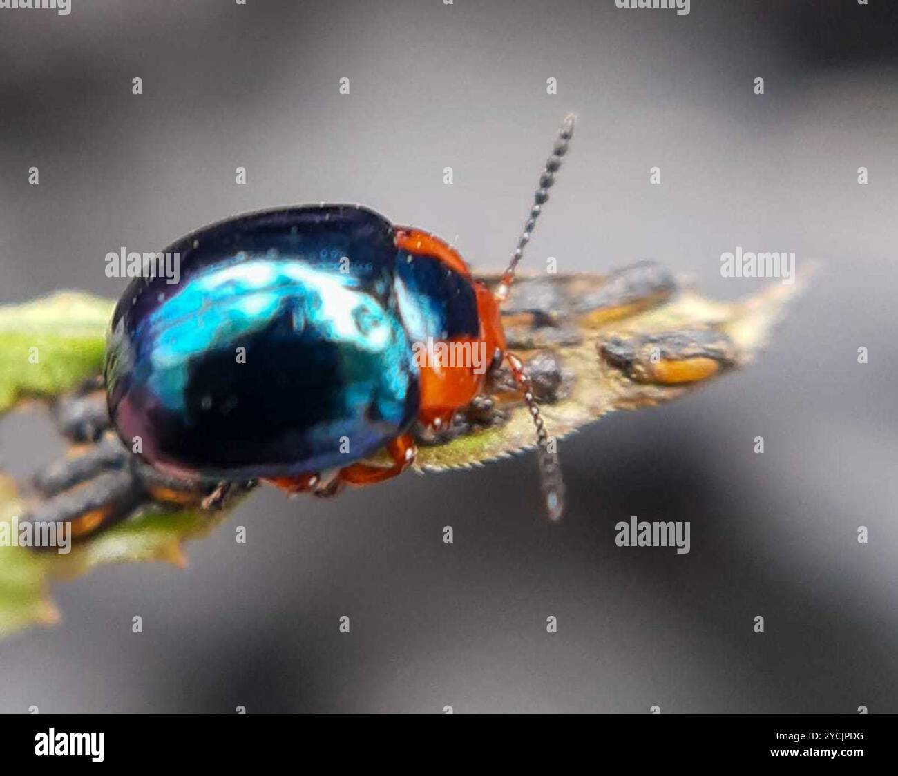 Phaedon hi-res stock photography and images - Alamy