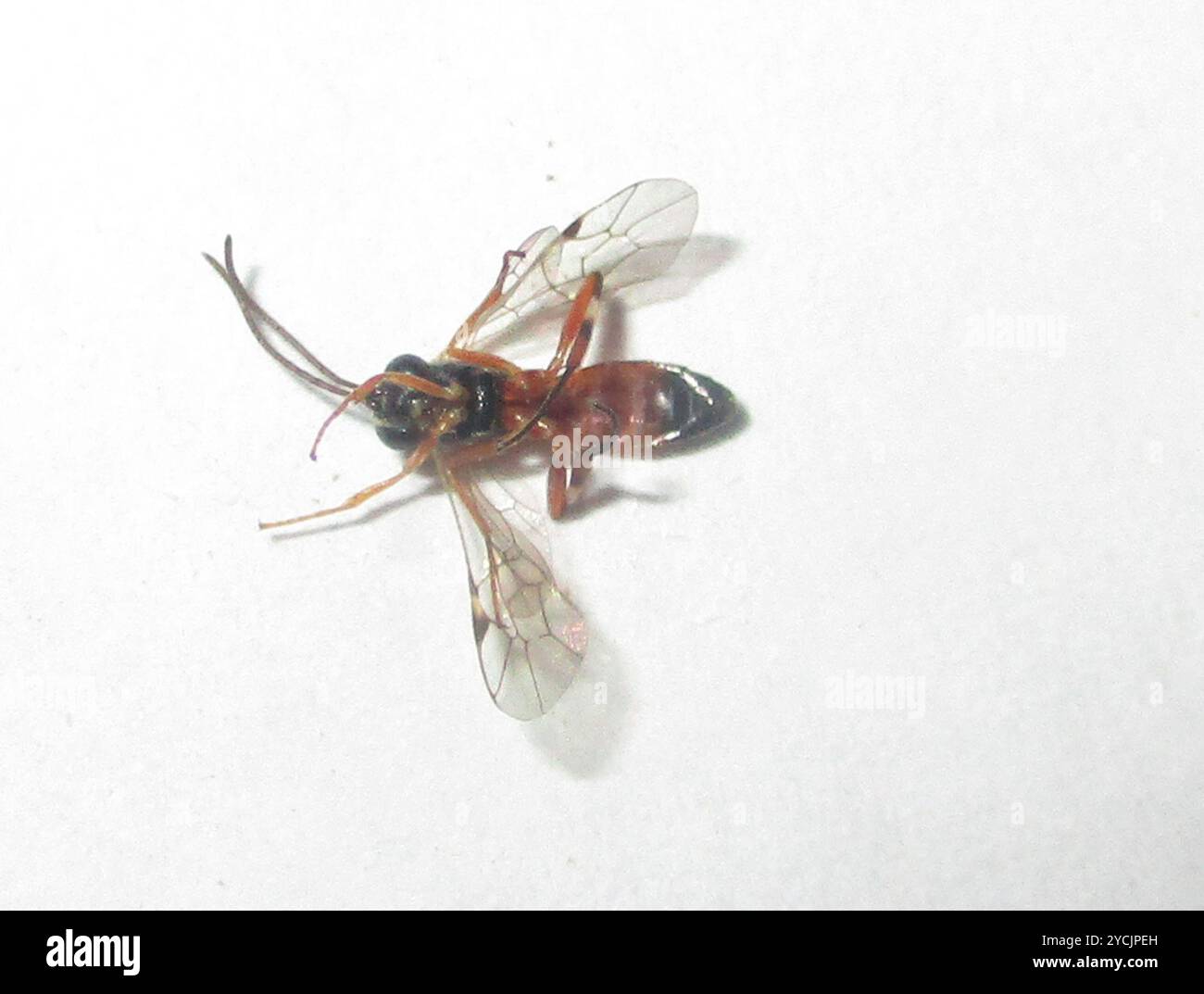 Common Hover Fly Parasitoid Wasp (Diplazon laetatorius) Insecta Stock ...