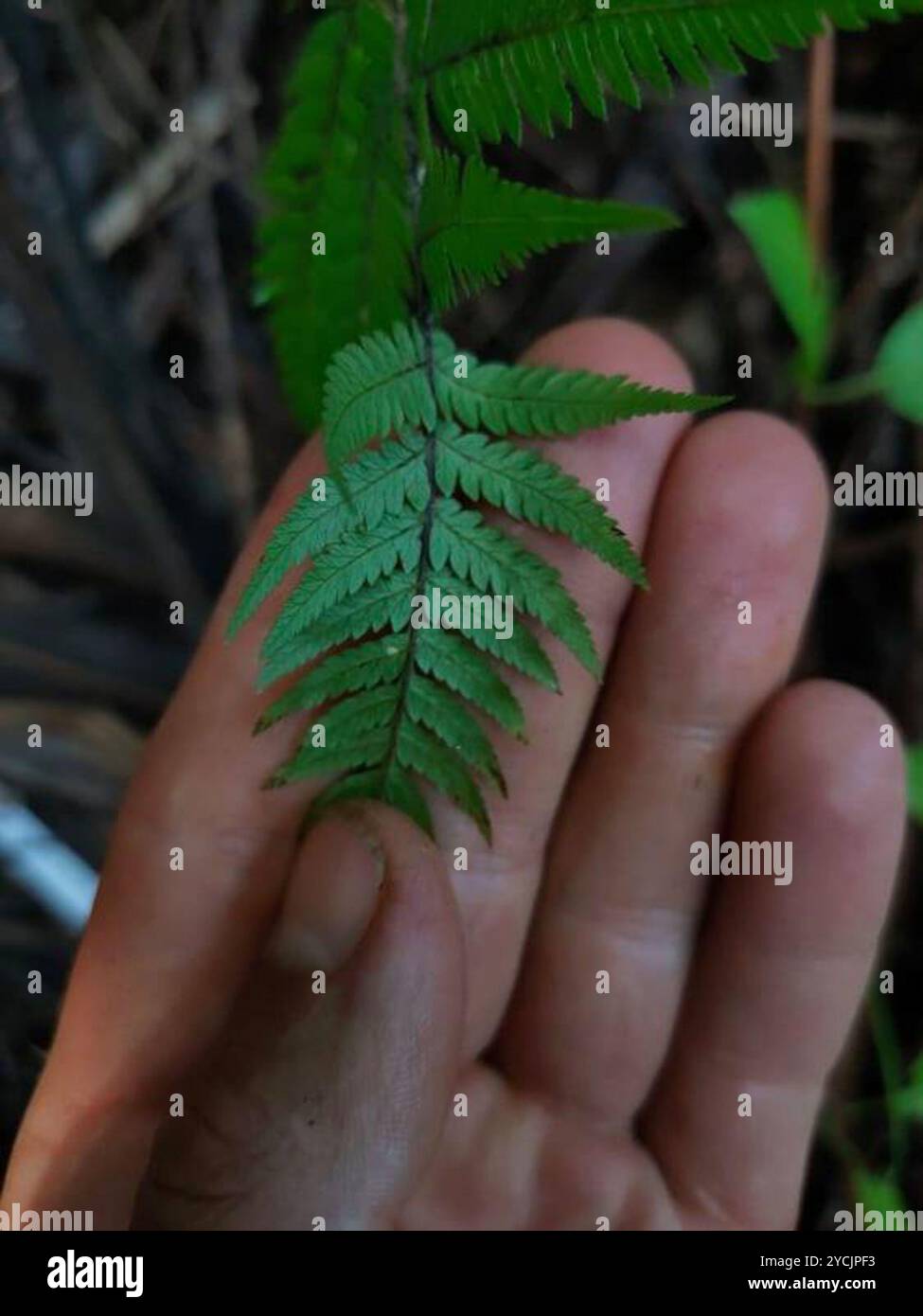 silver fern (Cyathea dealbata) Plantae Stock Photo - Alamy