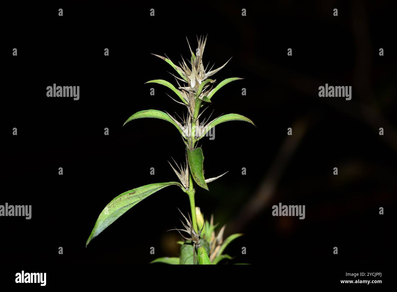 porcupine flower (Barleria prionitis) Plantae Stock Photo - Alamy