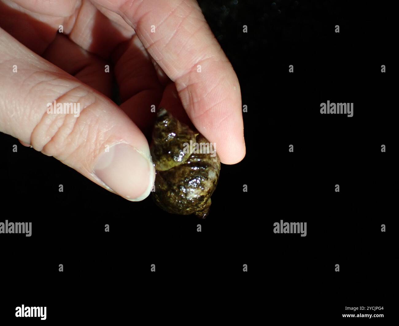 Frilled Dogwinkle (Nucella lamellosa) Mollusca Stock Photo - Alamy