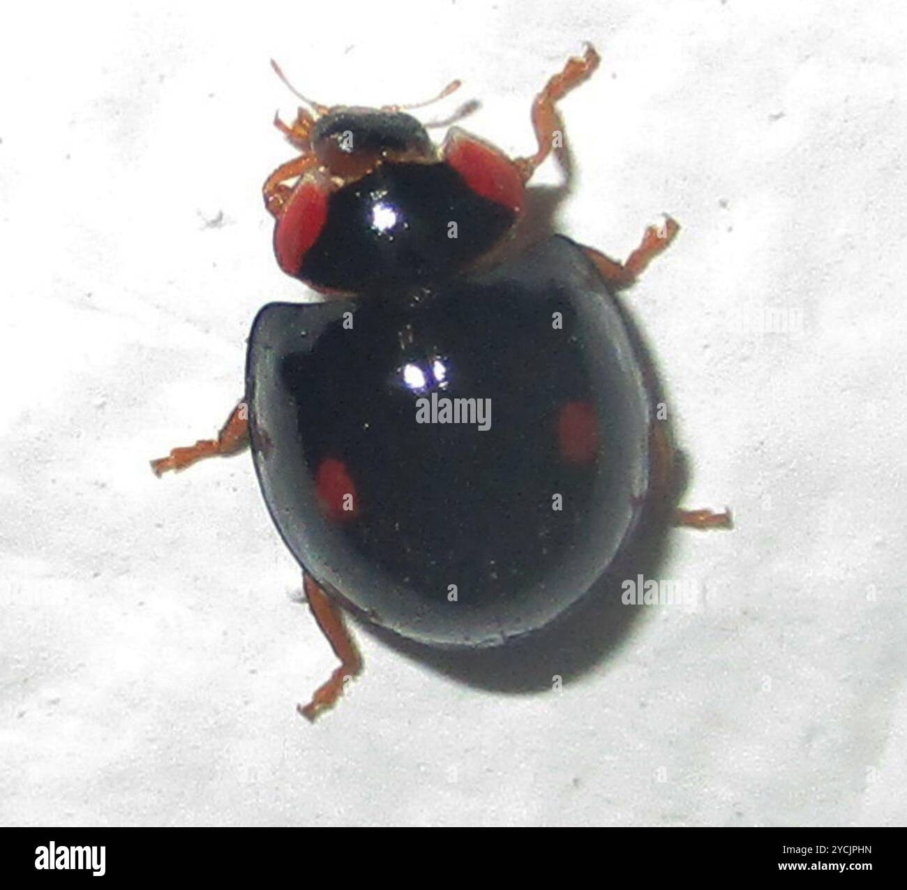 Lady Beetles (Coccinellidae) Insecta Stock Photo - Alamy