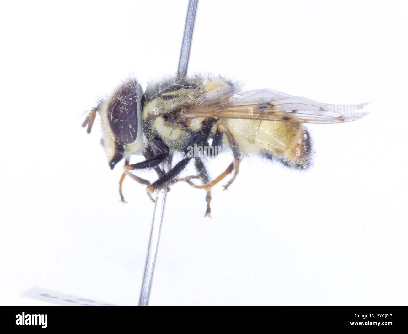 Spotted-wing Bromeliad Fly (Copestylum satur) Insecta Stock Photo - Alamy