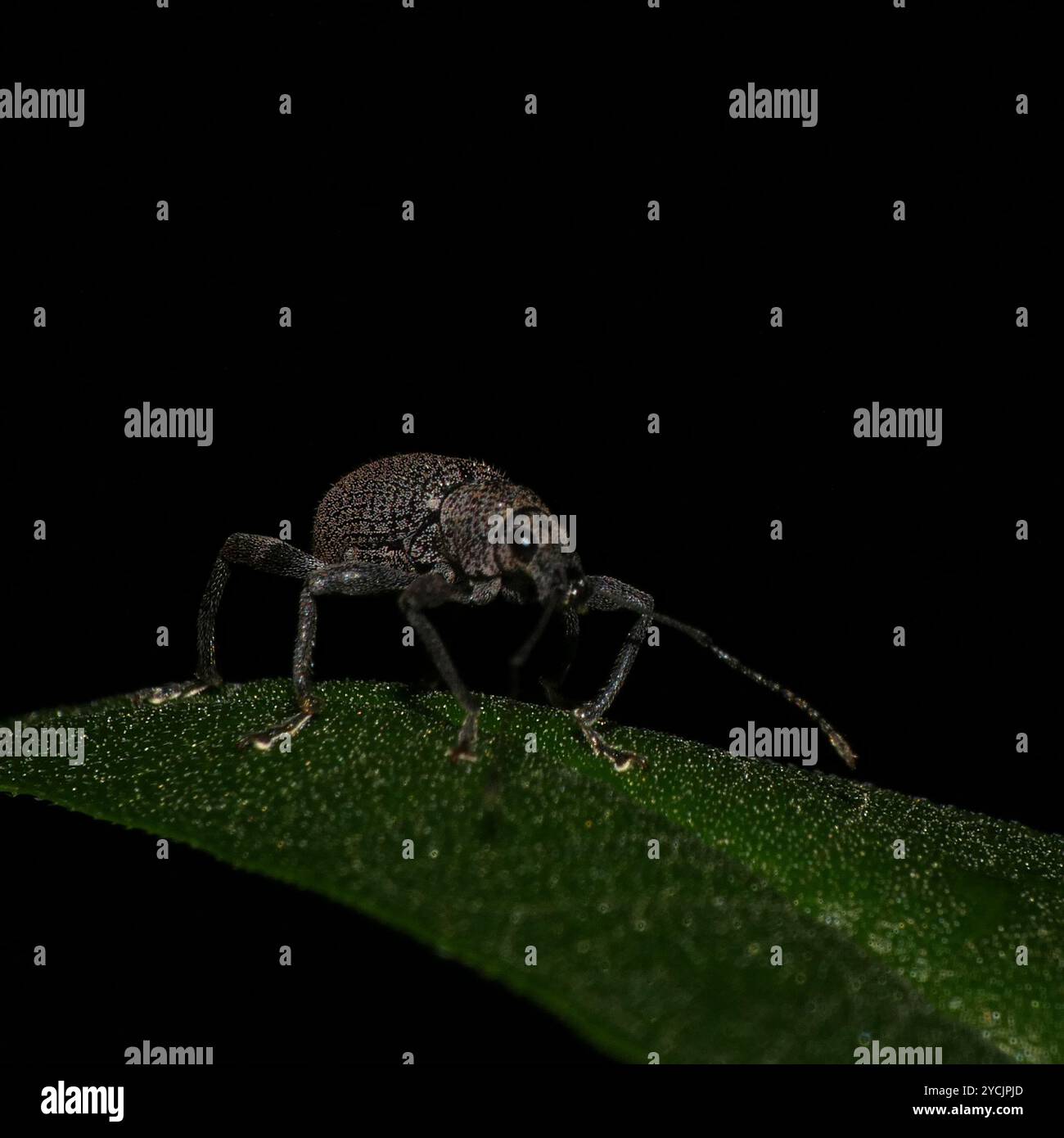 Broad-nosed Weevils (Entiminae) Insecta Stock Photo - Alamy