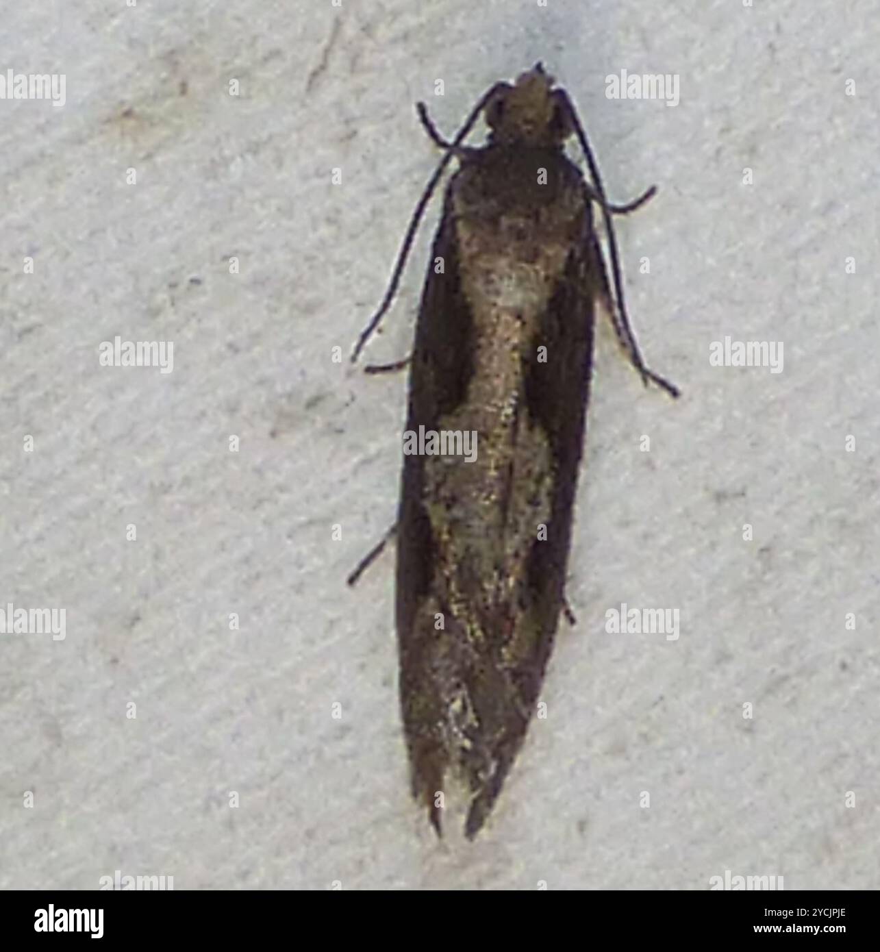 Diamondback Epinotia Moth (Epinotia lindana) Insecta Stock Photo - Alamy