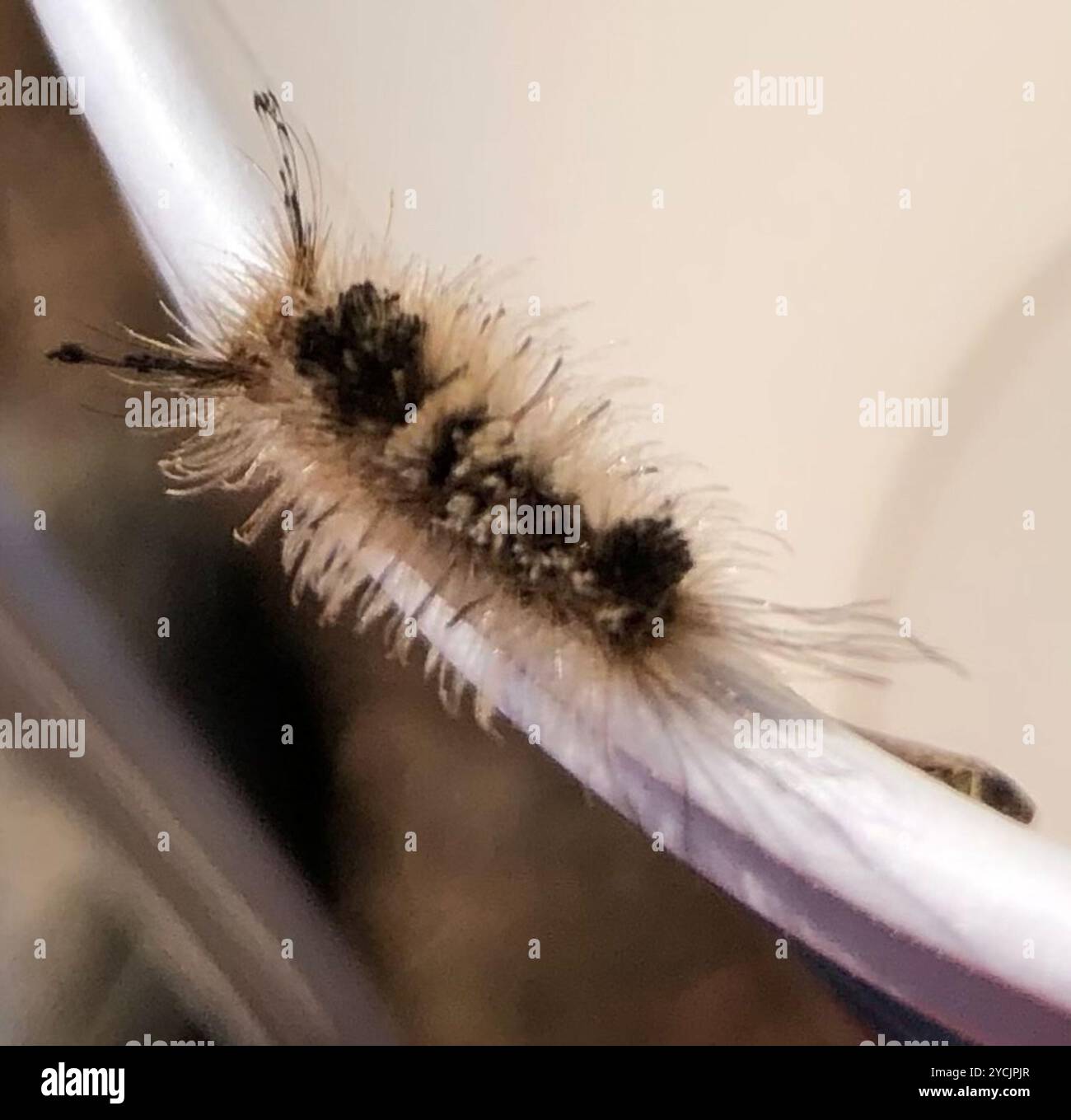 Southern tussock moth hi-res stock photography and images - Alamy