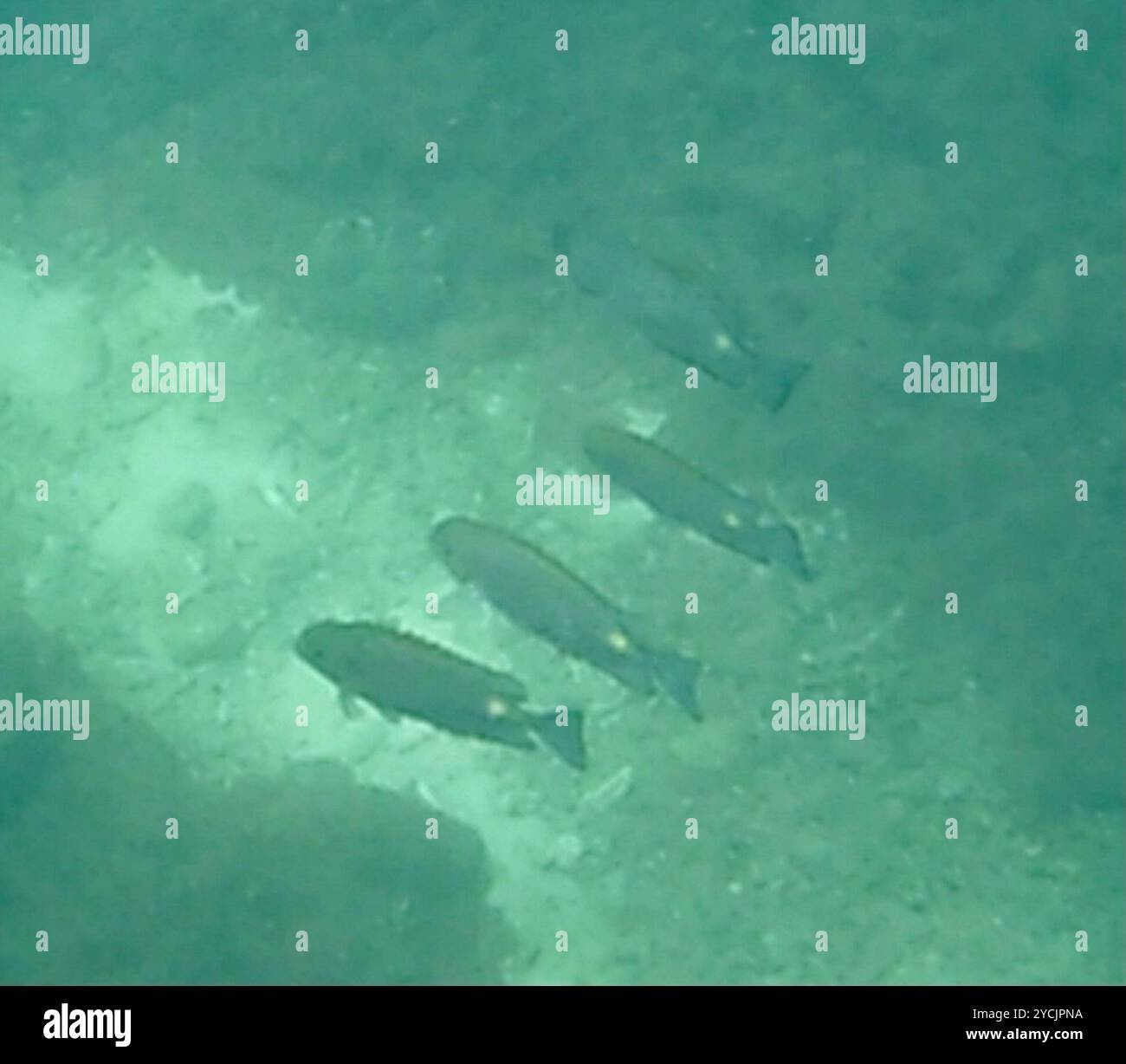 Goldlined Rabbitfish (Siganus lineatus) Actinopterygii Stock Photo - Alamy