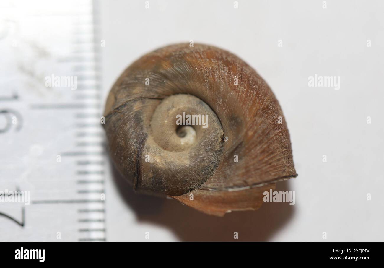 Marsh Ramshorn (Planorbella trivolvis) Mollusca Stock Photo - Alamy
