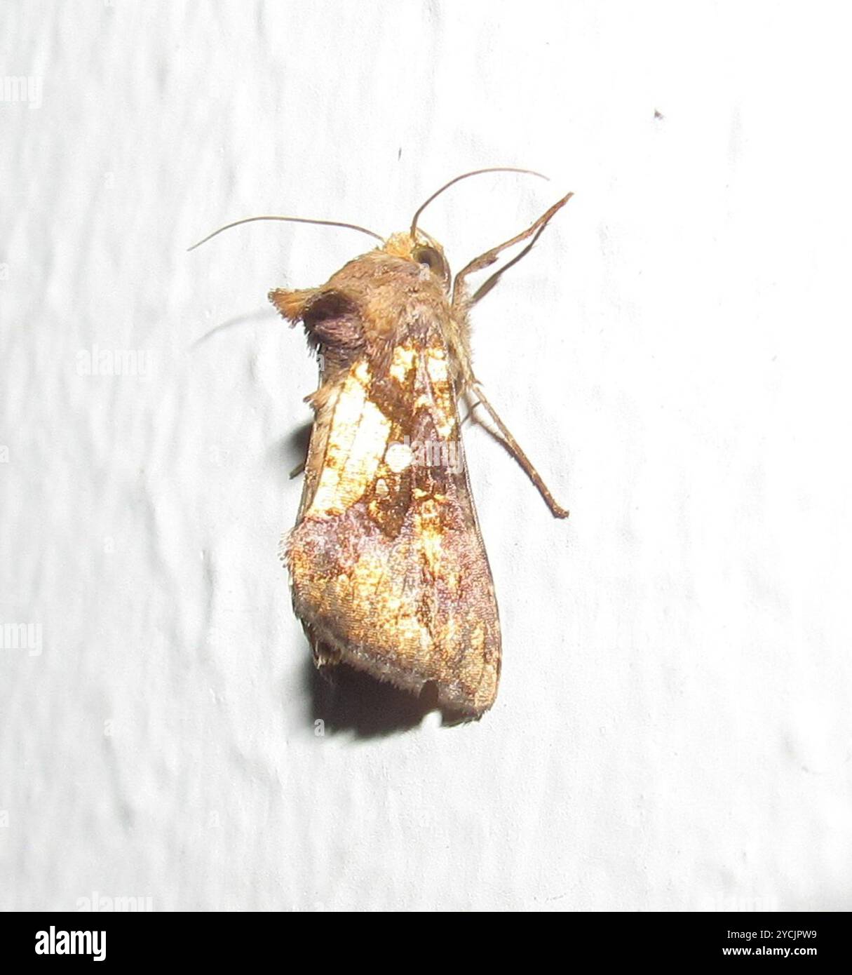 Golden Looper Moth (Argyrogramma verruca) Insecta Stock Photo - Alamy