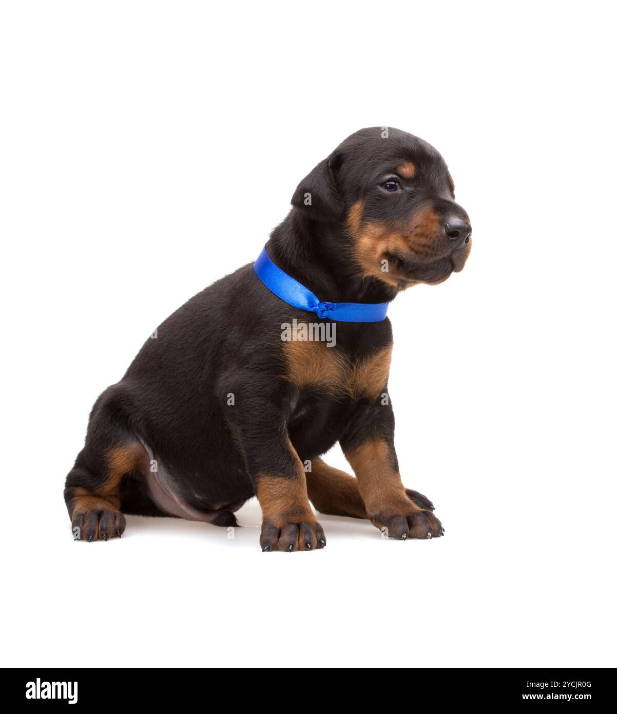 Dog with blue ribbon hi-res stock photography and images - Alamy