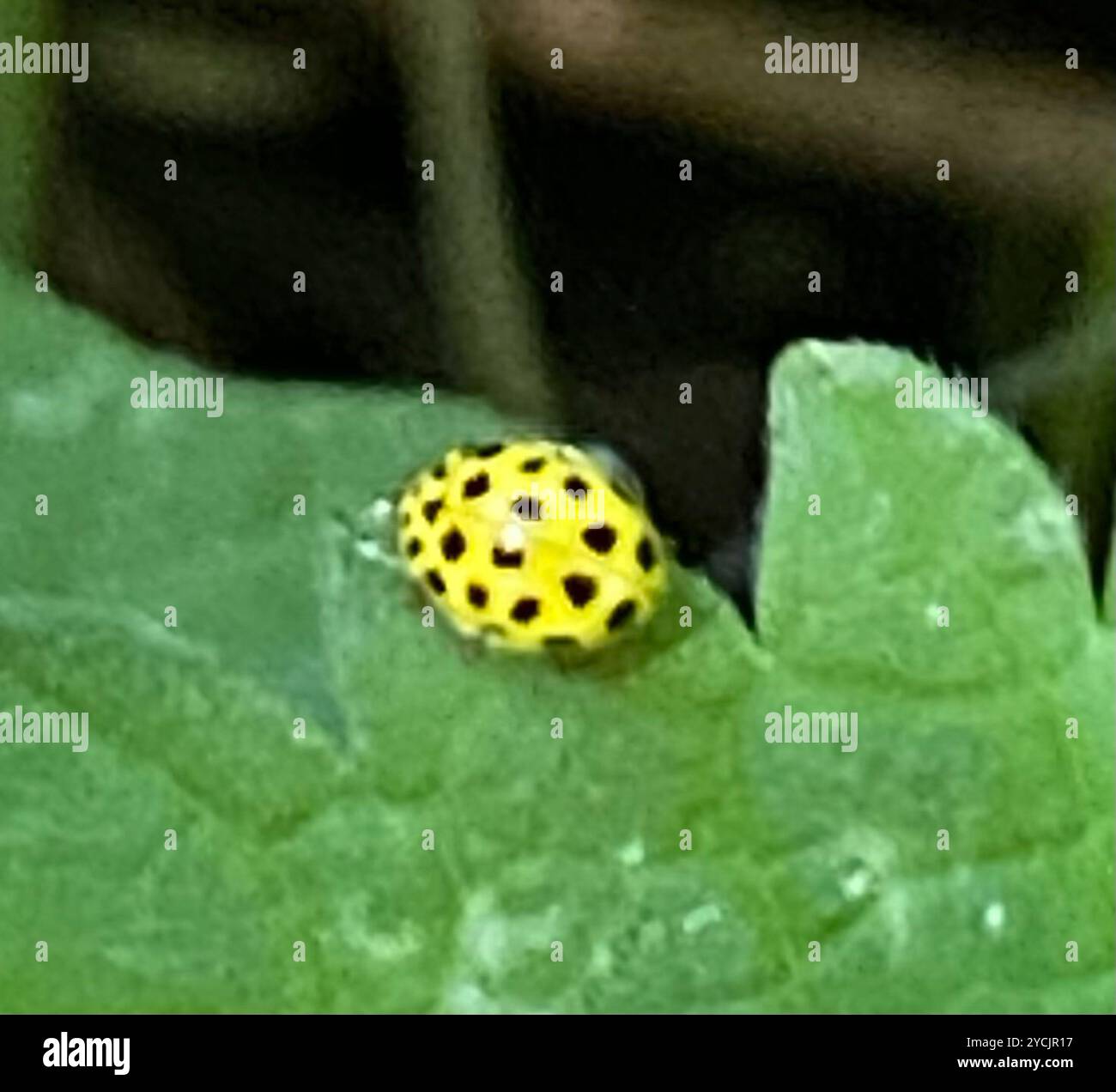 22-spot Ladybird (Psyllobora vigintiduopunctata) Insecta Stock Photo ...