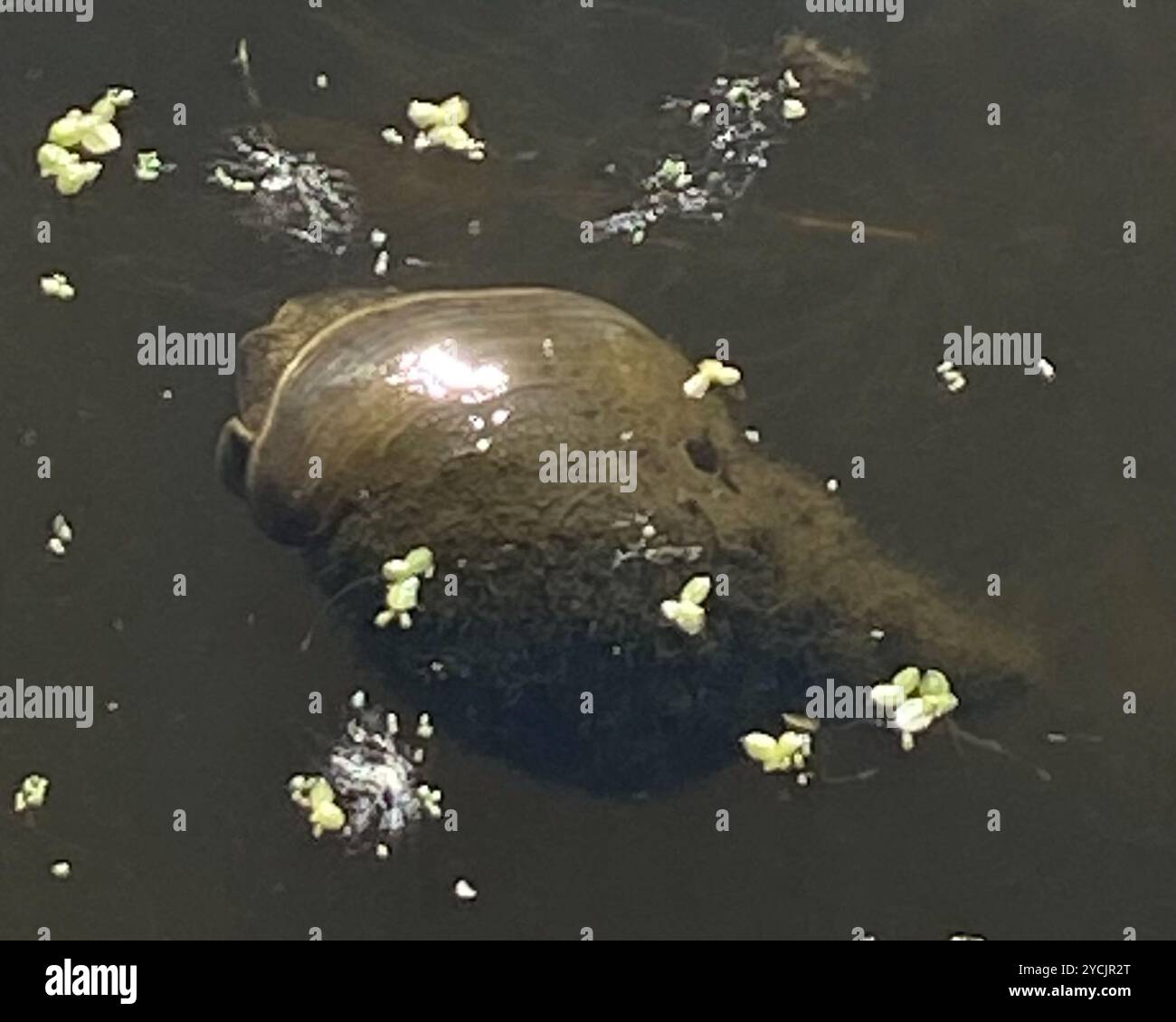 Great Pond Snail (Lymnaea stagnalis) Mollusca Stock Photo - Alamy