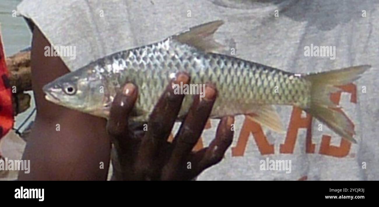 Yellowfishes (Labeobarbus) Actinopterygii Stock Photo - Alamy