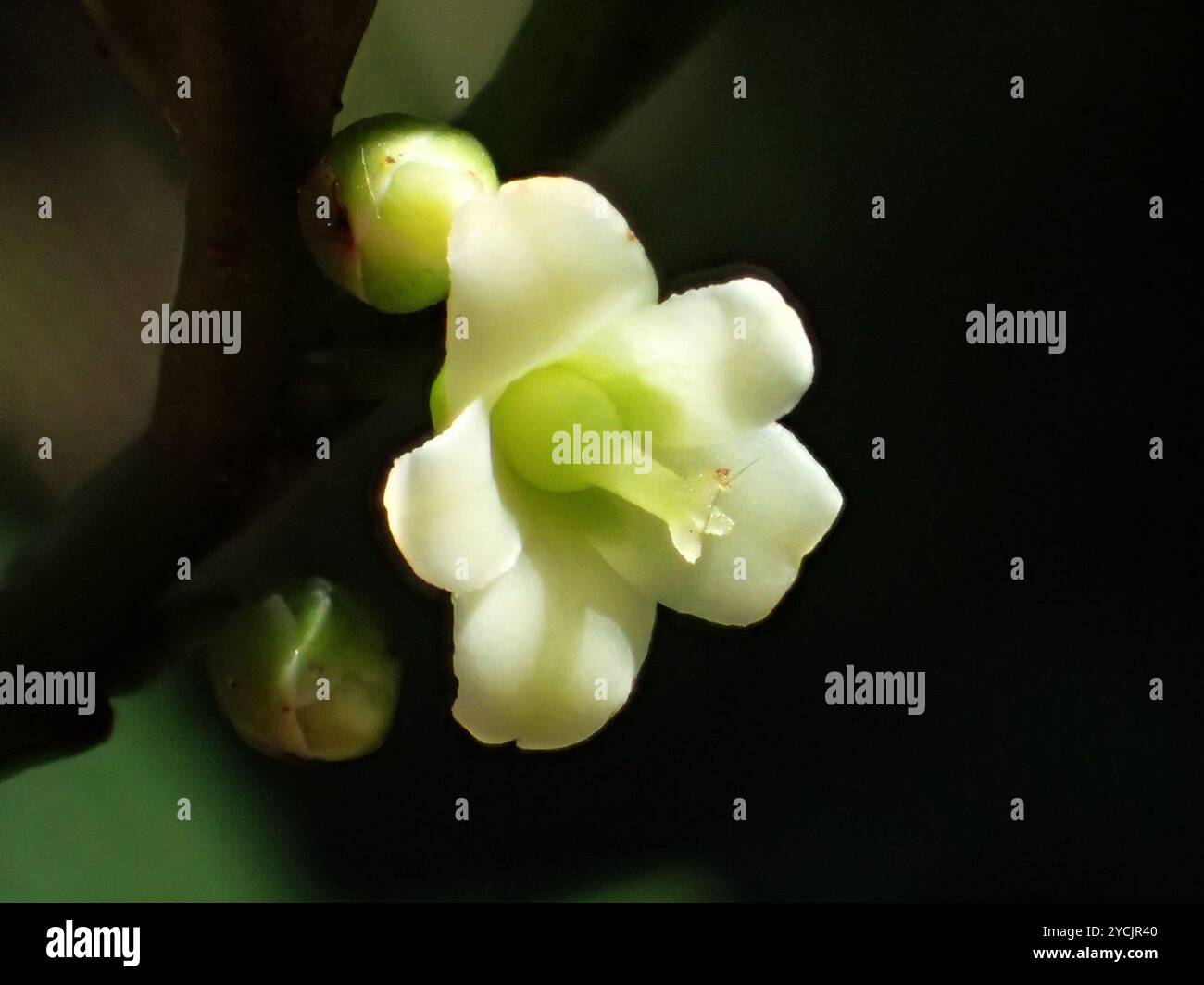(Eurya nanjenshanensis) Plantae Stock Photo - Alamy
