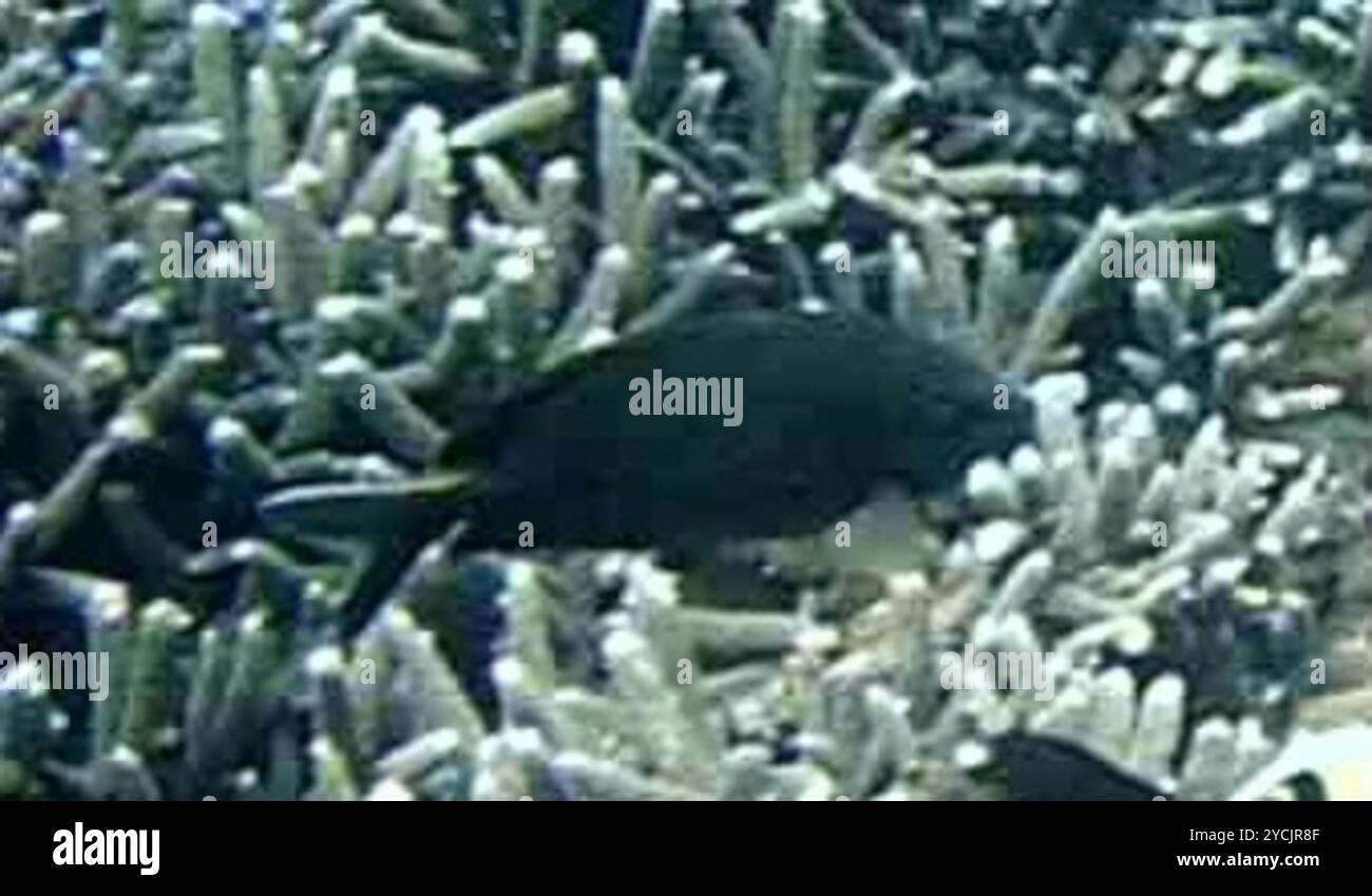 Brown Spotted Rabbitfish (Siganus laqueus) Actinopterygii Stock Photo ...