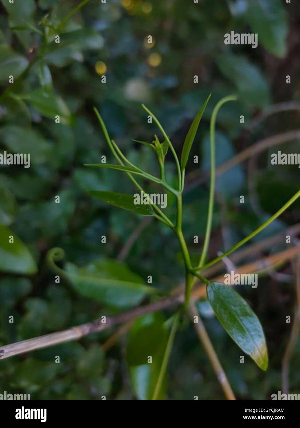 New Zealand passionflower (Passiflora tetrandra) Plantae Stock Photo ...
