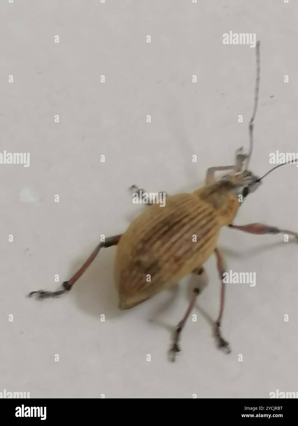 Broad-nosed Weevils (Entiminae) Insecta Stock Photo - Alamy