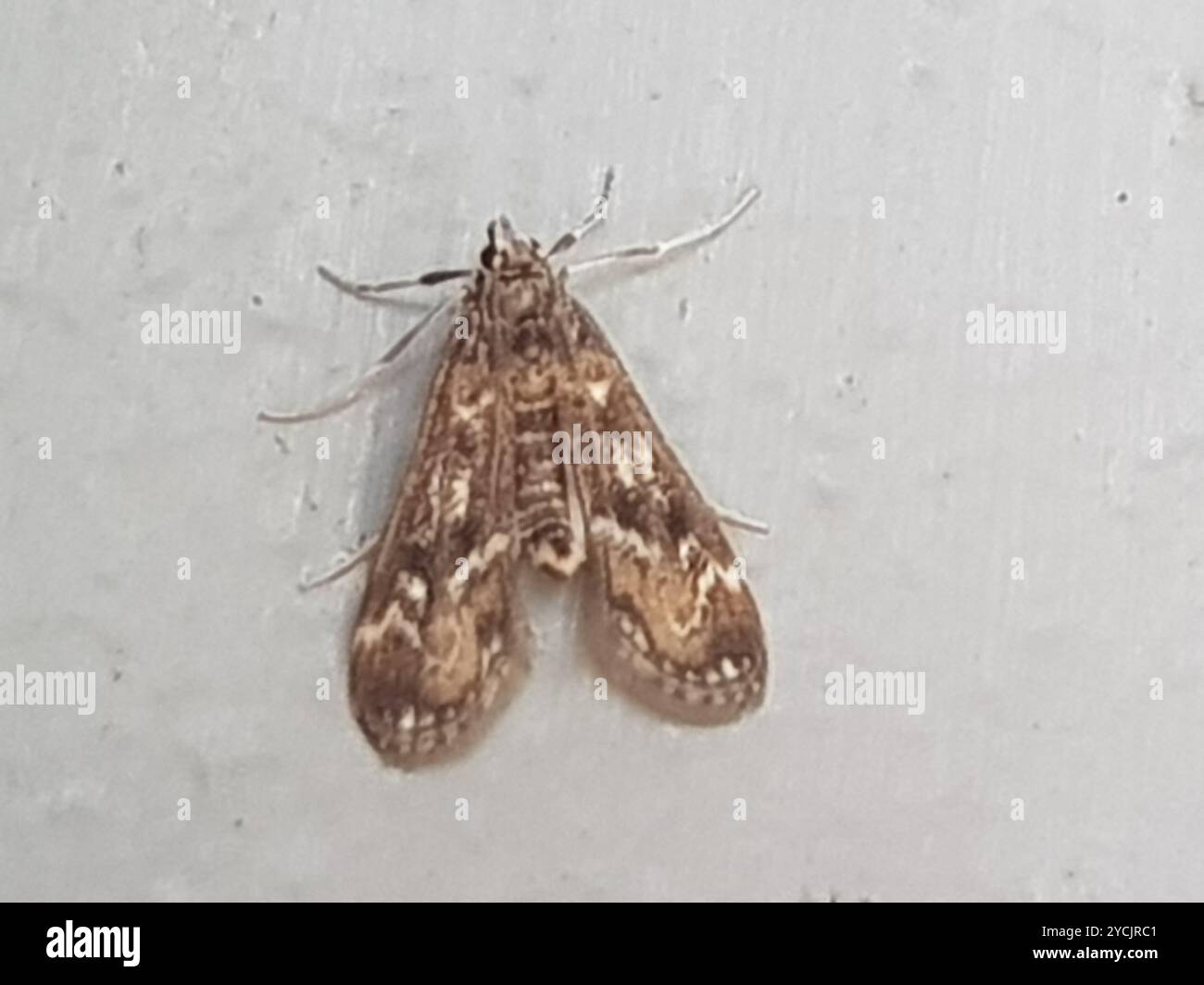 Pond moth (Hygraula nitens) Insecta Stock Photo - Alamy