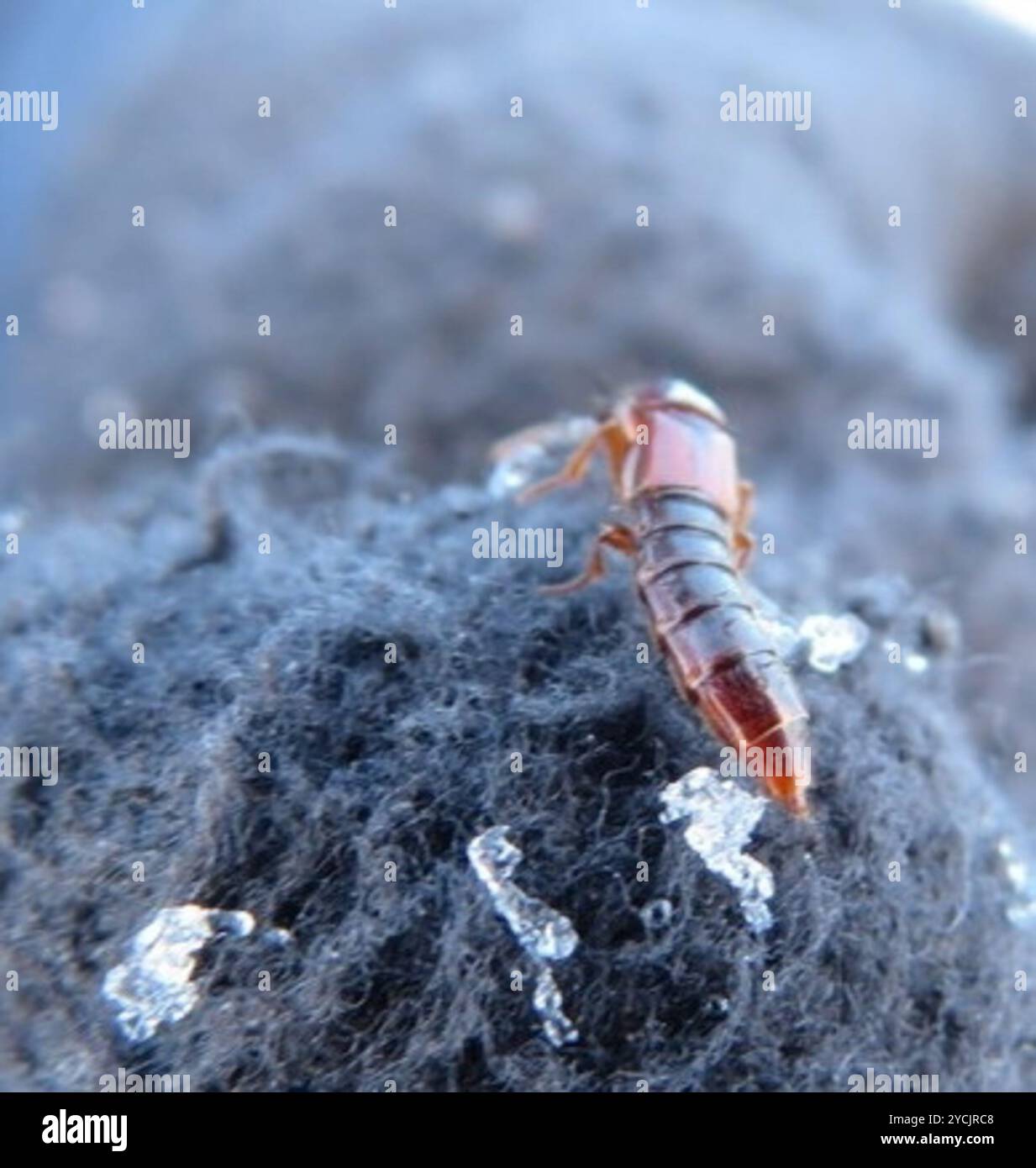 Othius punctulatus hi-res stock photography and images - Alamy