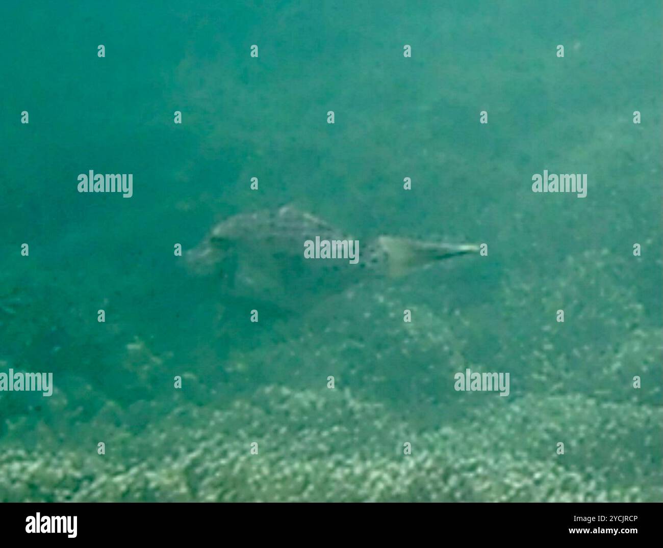 Scrawled Filefish (Aluterus scriptus) Actinopterygii Stock Photo - Alamy
