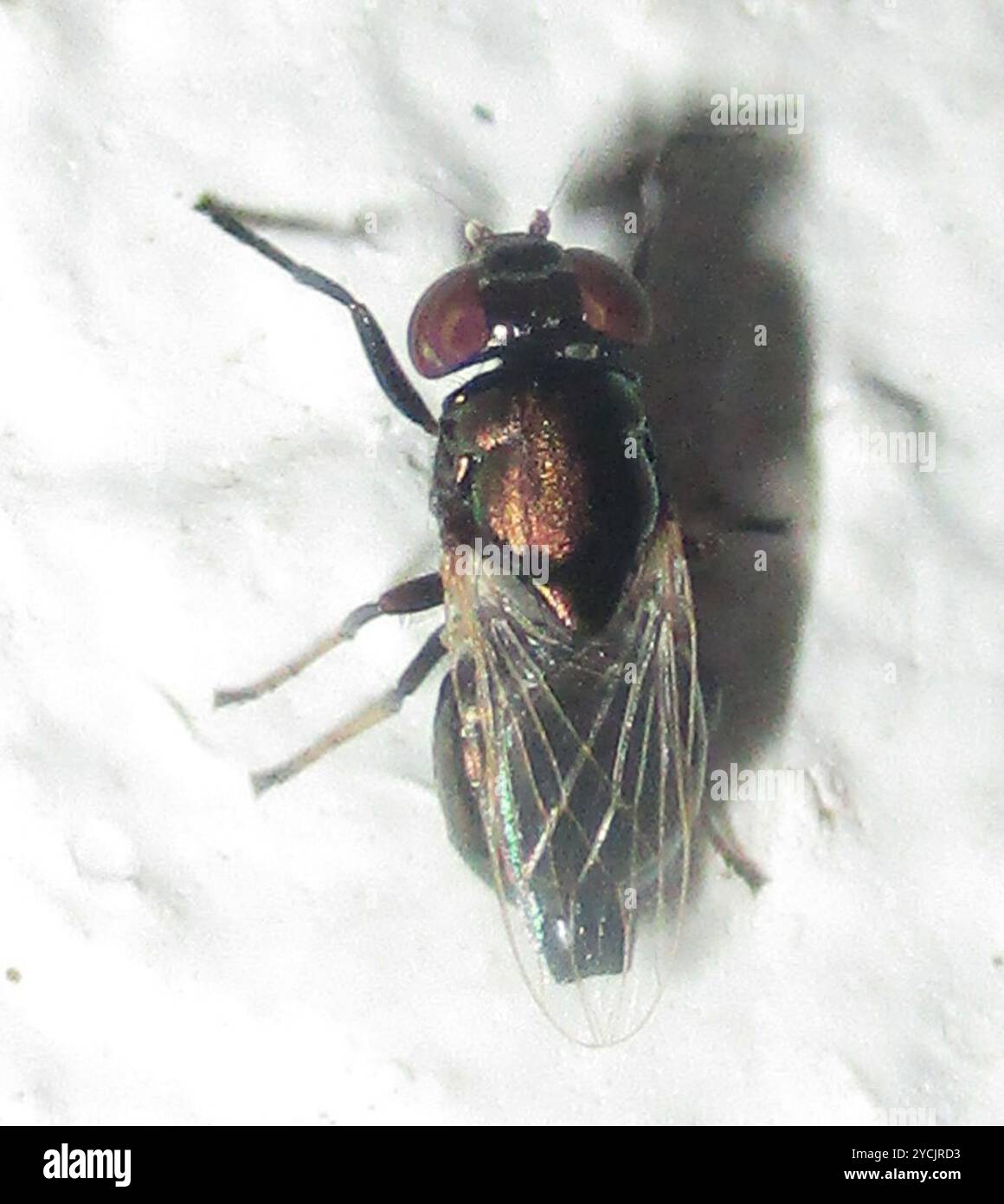 Picture-winged Flies (Ulidiidae) Insecta Stock Photo - Alamy