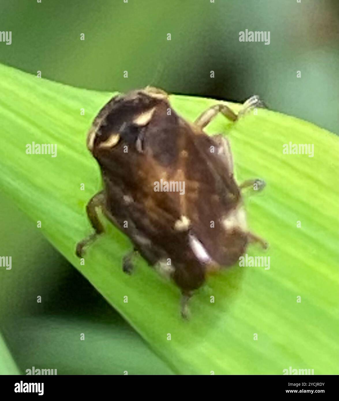 Meadow Spittlebug (Philaenus spumarius) Insecta Stock Photo - Alamy