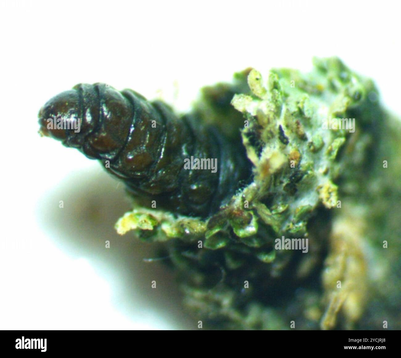 Bagworm Moths (Psychidae) Insecta Stock Photo - Alamy