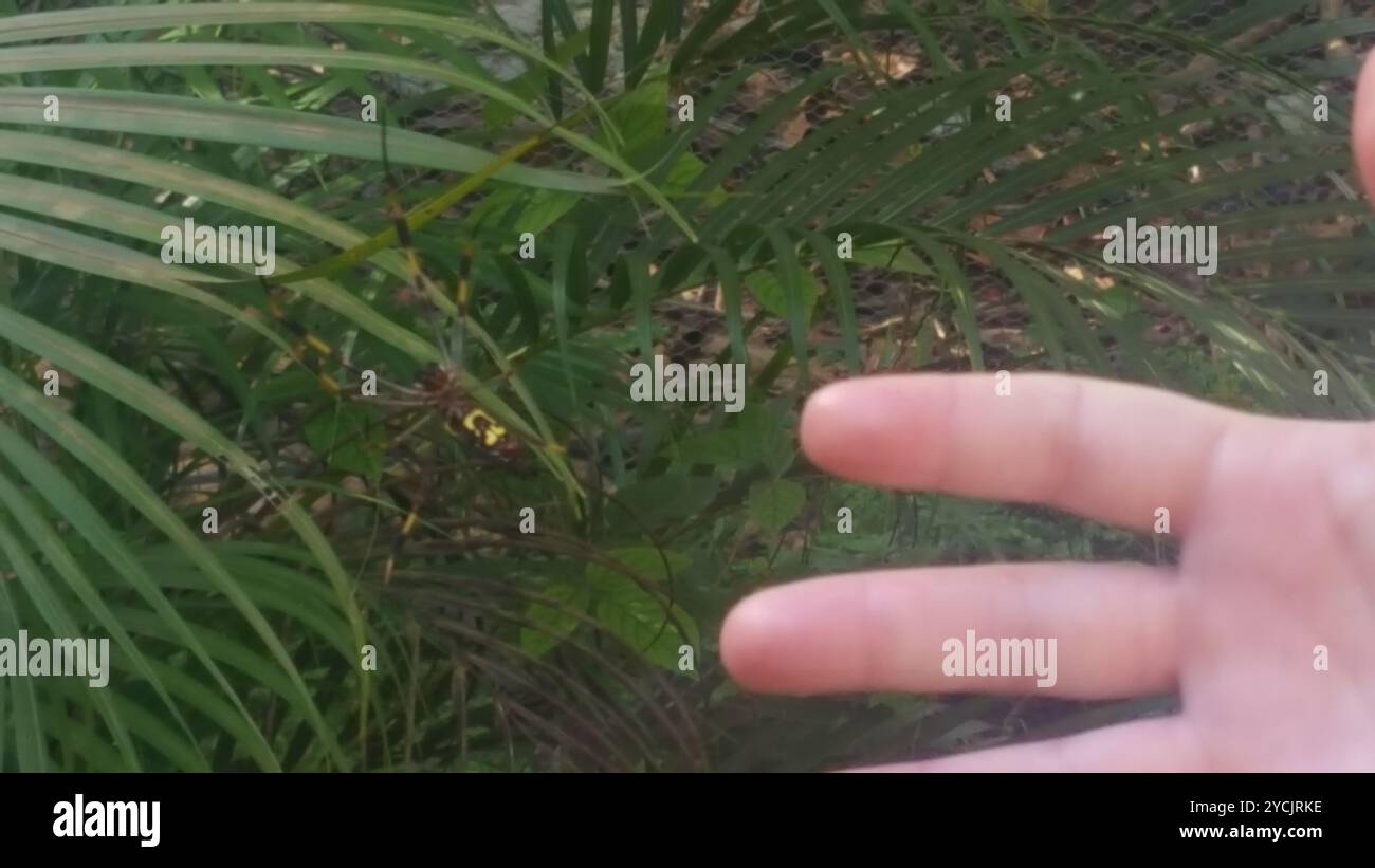 Golden Silk Spider (Trichonephila clavipes) Arachnida Stock Photo - Alamy