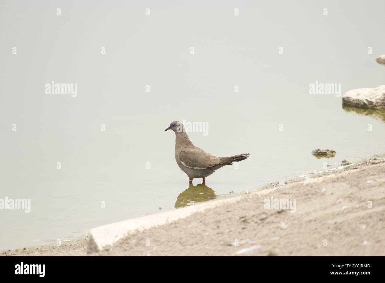 West Peruvian Dove (Zenaida meloda) Aves Stock Photo - Alamy