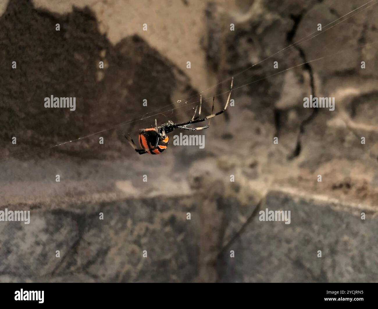 Widow Spiders (Latrodectus) Arachnida Stock Photo - Alamy