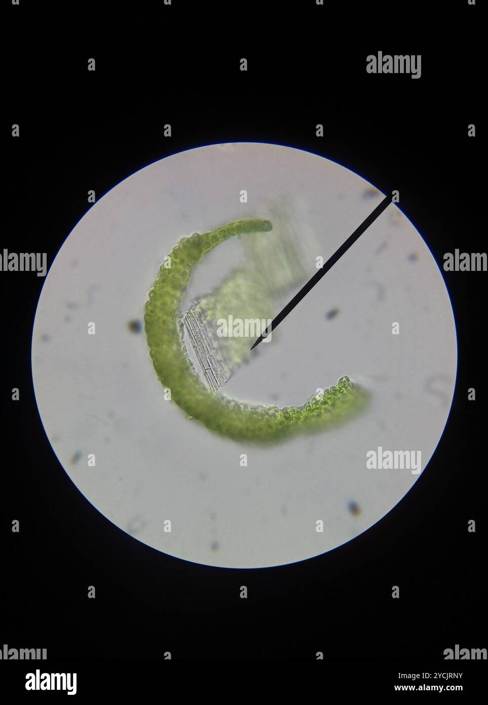 Heath Star-moss (Campylopus introflexus) Plantae Stock Photo - Alamy