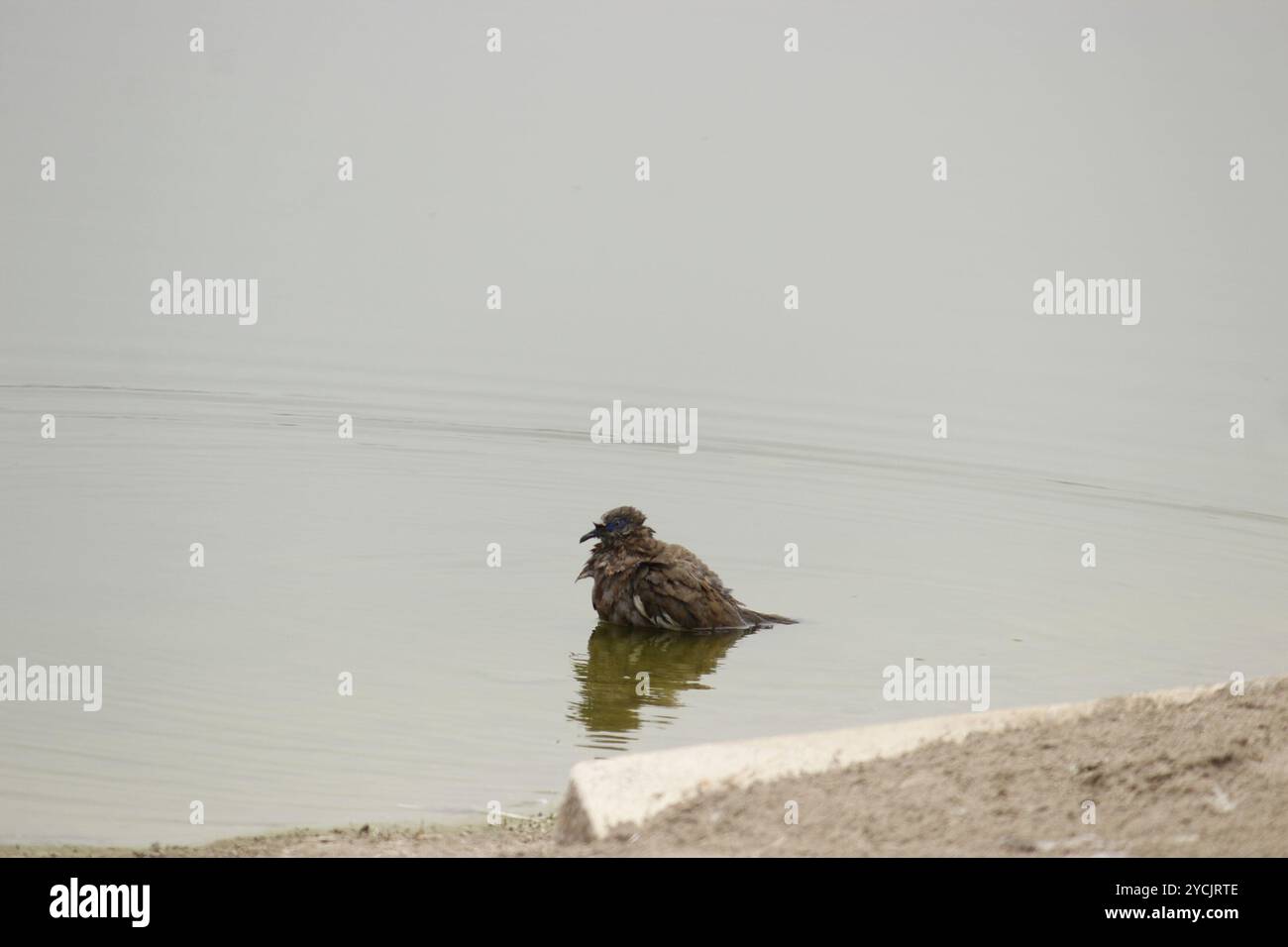 West peruvian dove hi-res stock photography and images - Alamy