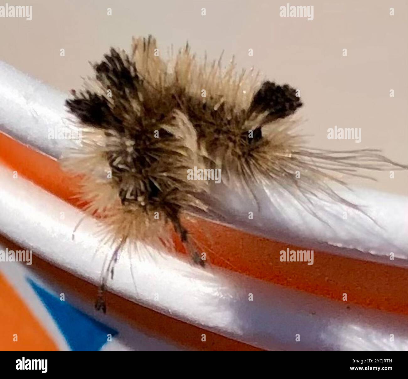 Southern Tussock Moth (Dasychira meridionalis) Insecta Stock Photo - Alamy